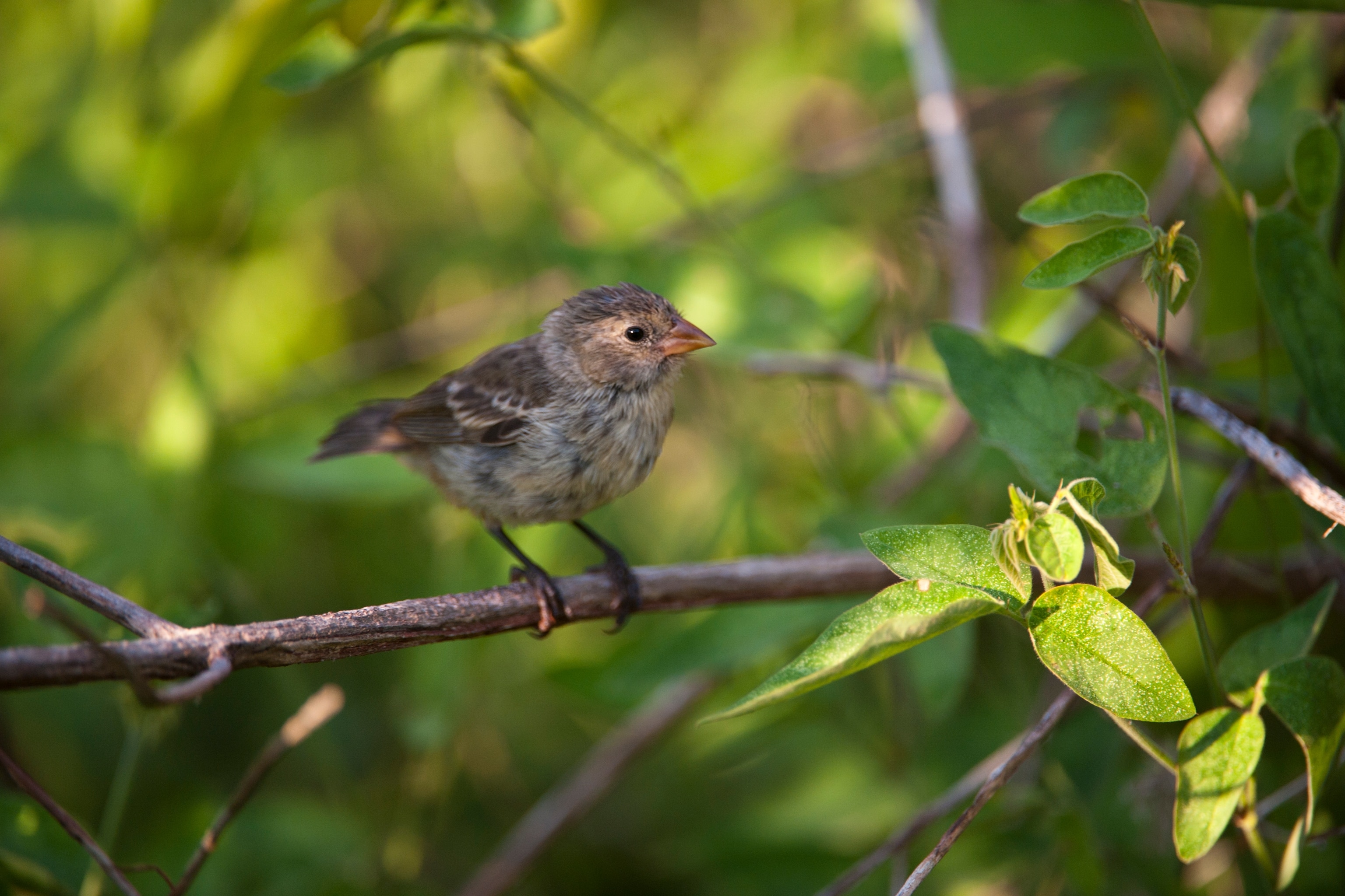 Meet the vampire flies of the Galápagos Islands