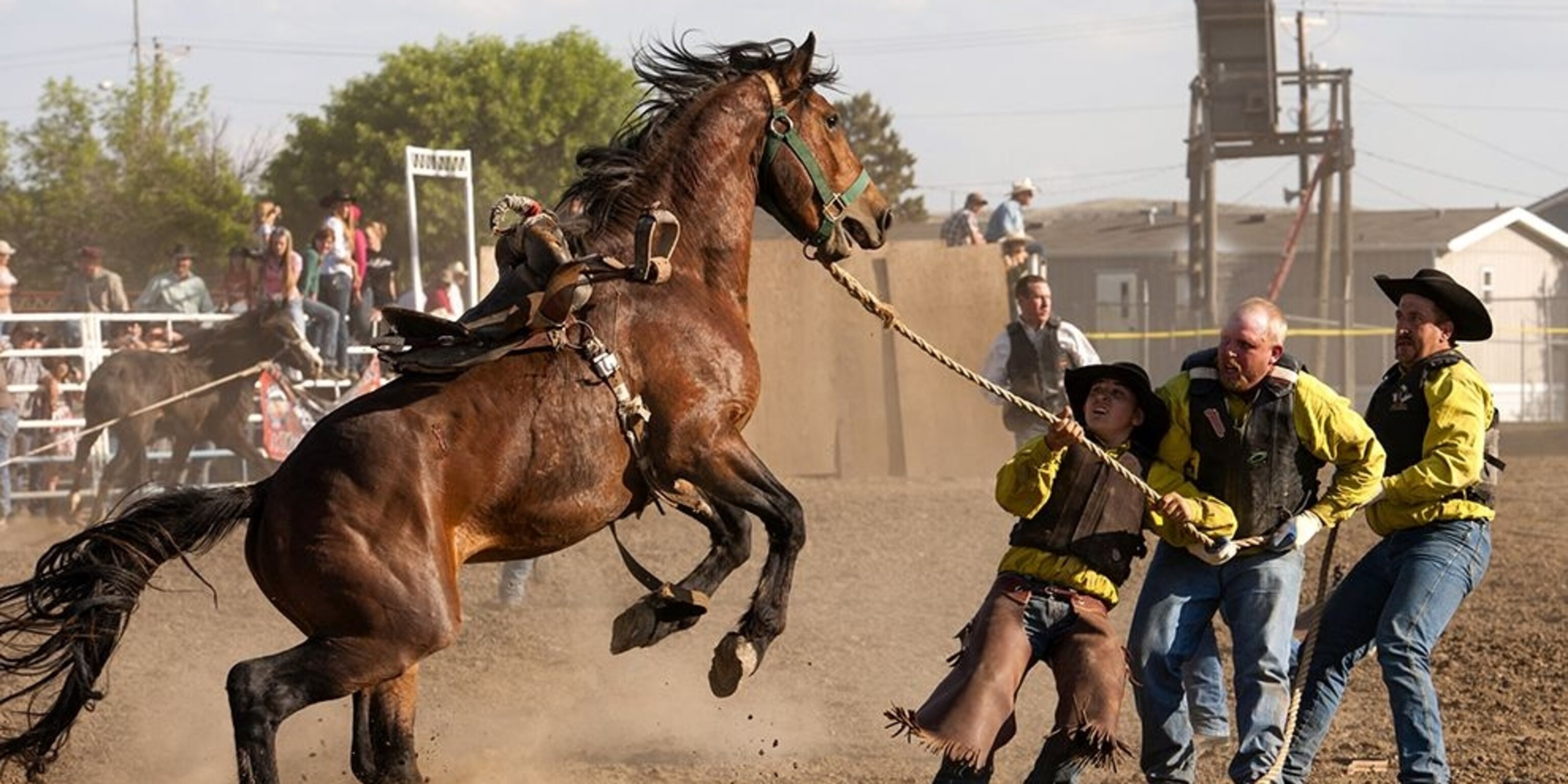 Horses Bucking And Rearing