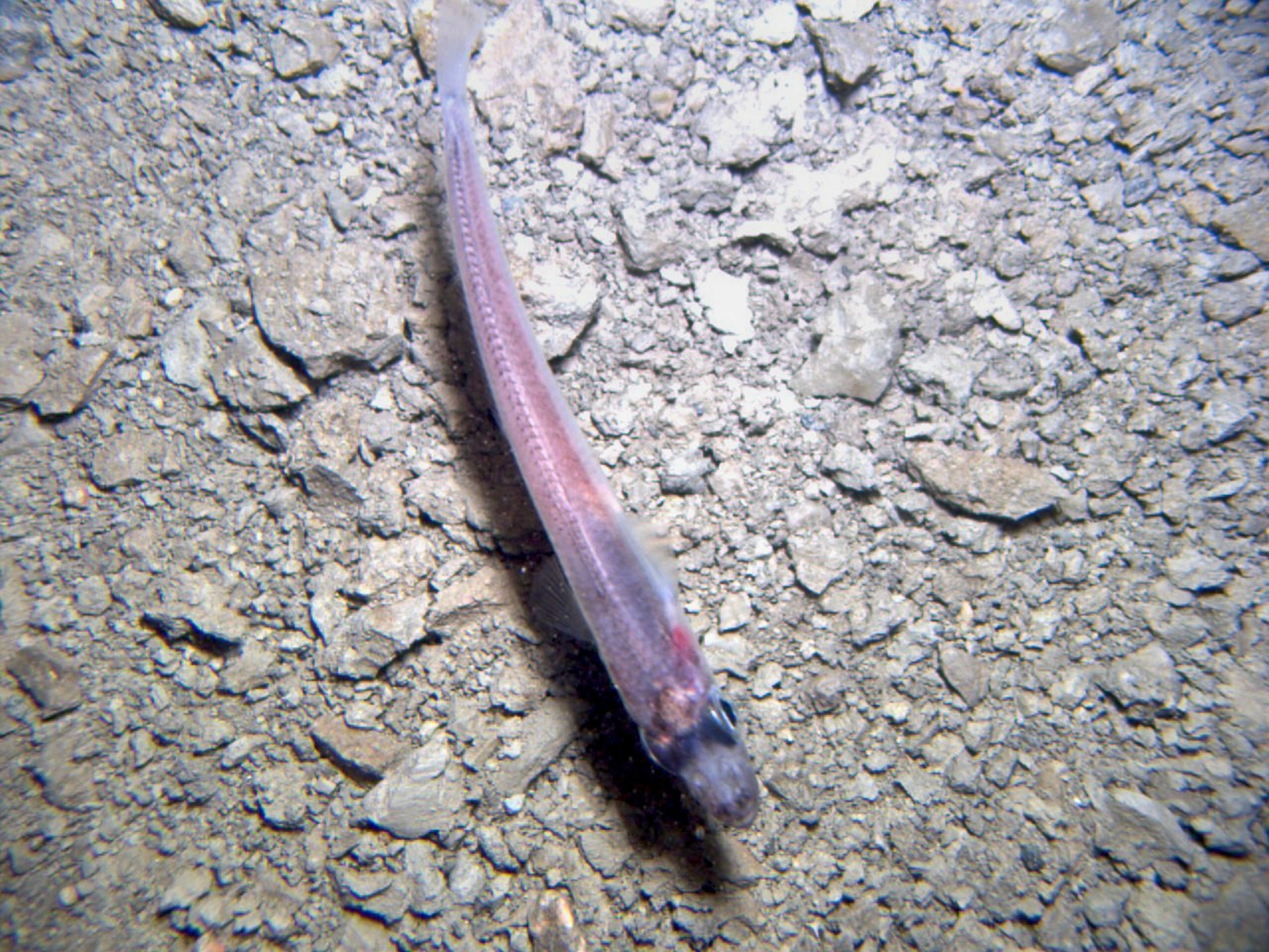 See-Through Fish Discovered Under Antarctica's Ice