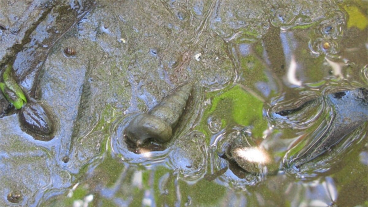 Snails cross continents by flying inside birds | National Geographic