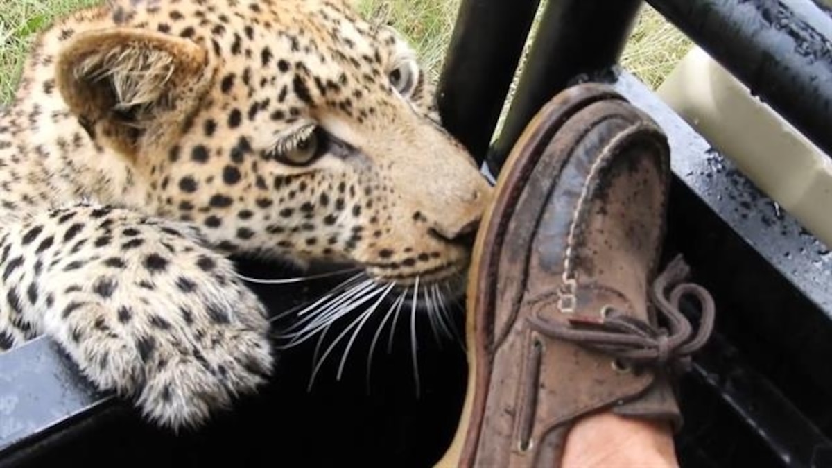Tourist Visiting Okavango Delta Gets Curious Bite From Leopard ...