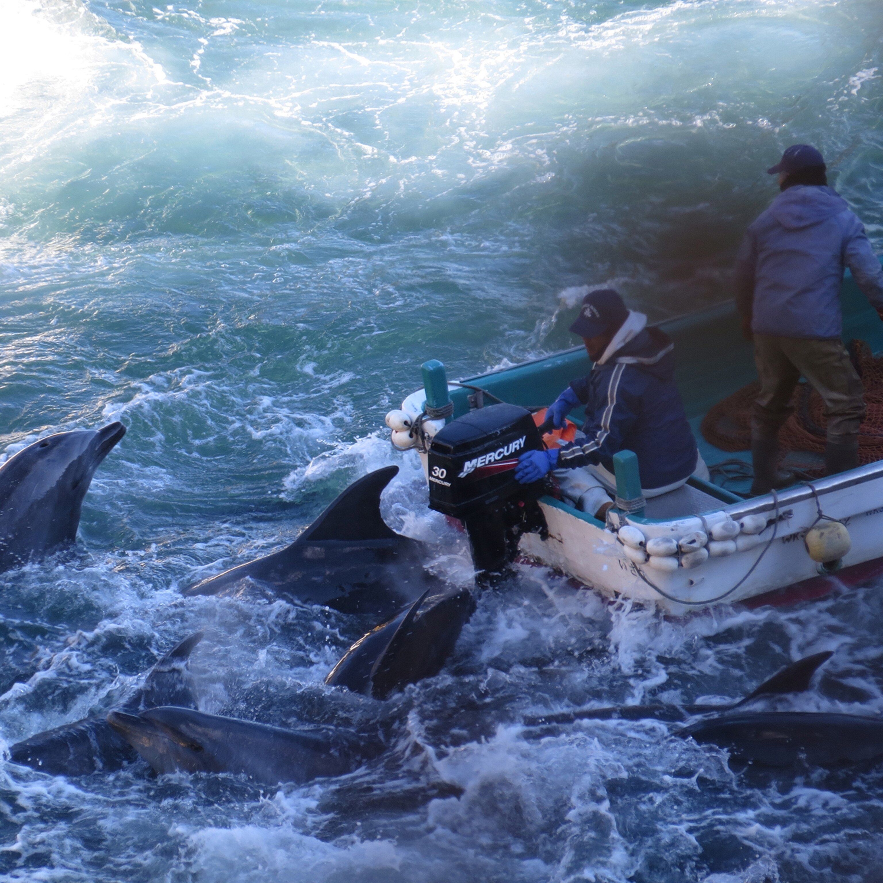 Pictures: Scenes From Taiji Dolphin Roundup in Japan
