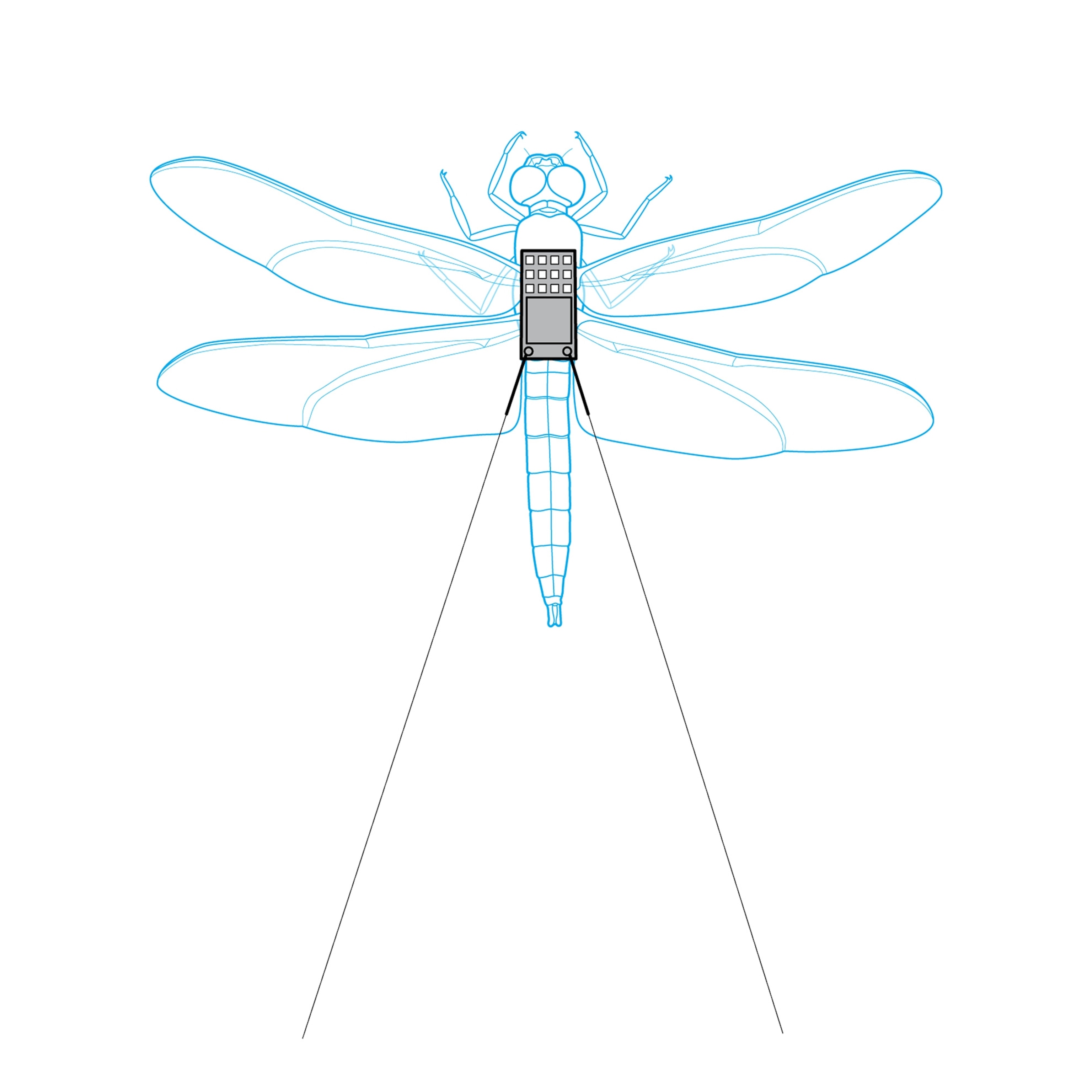 Tiny Dragonfly Backpacks Reveal Mysteries of the Brain