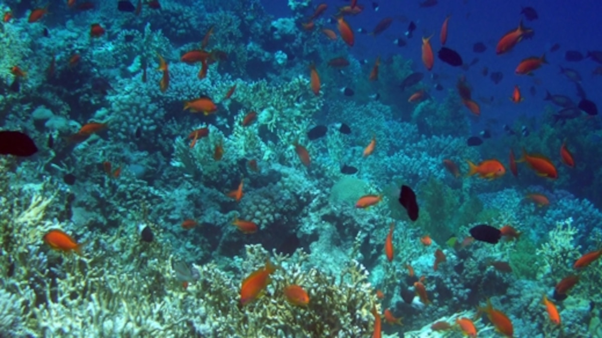 Overfishing gives toxic seaweeds an edge in their competition with ...