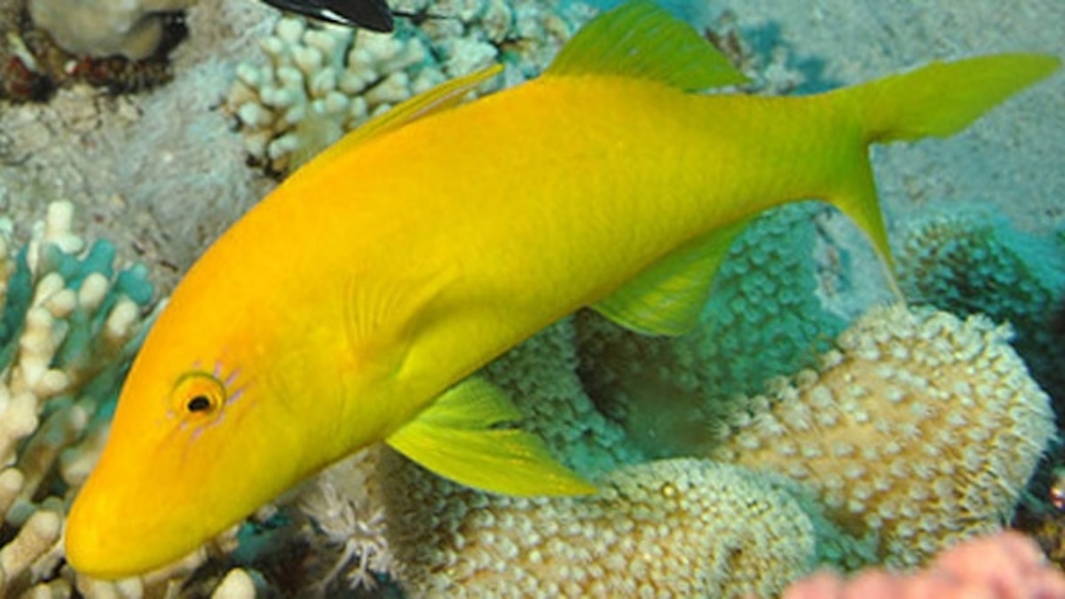 Reef alliances: goatfish hunt in packs, while groupers team up with ...