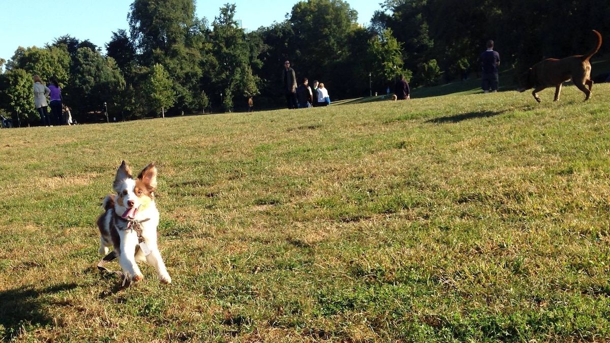 On Losing a Dog | National Geographic