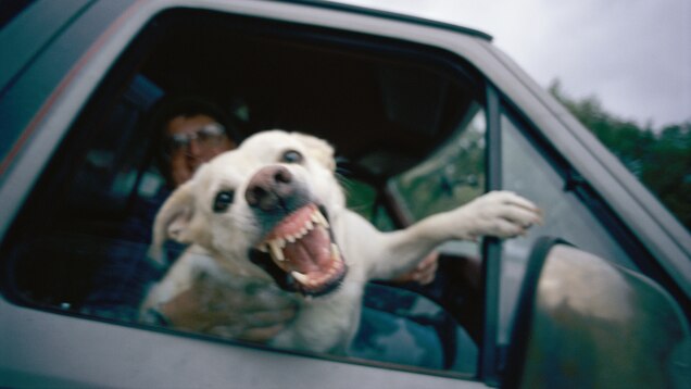 Why Does My Dog Yawn So Much In The Car