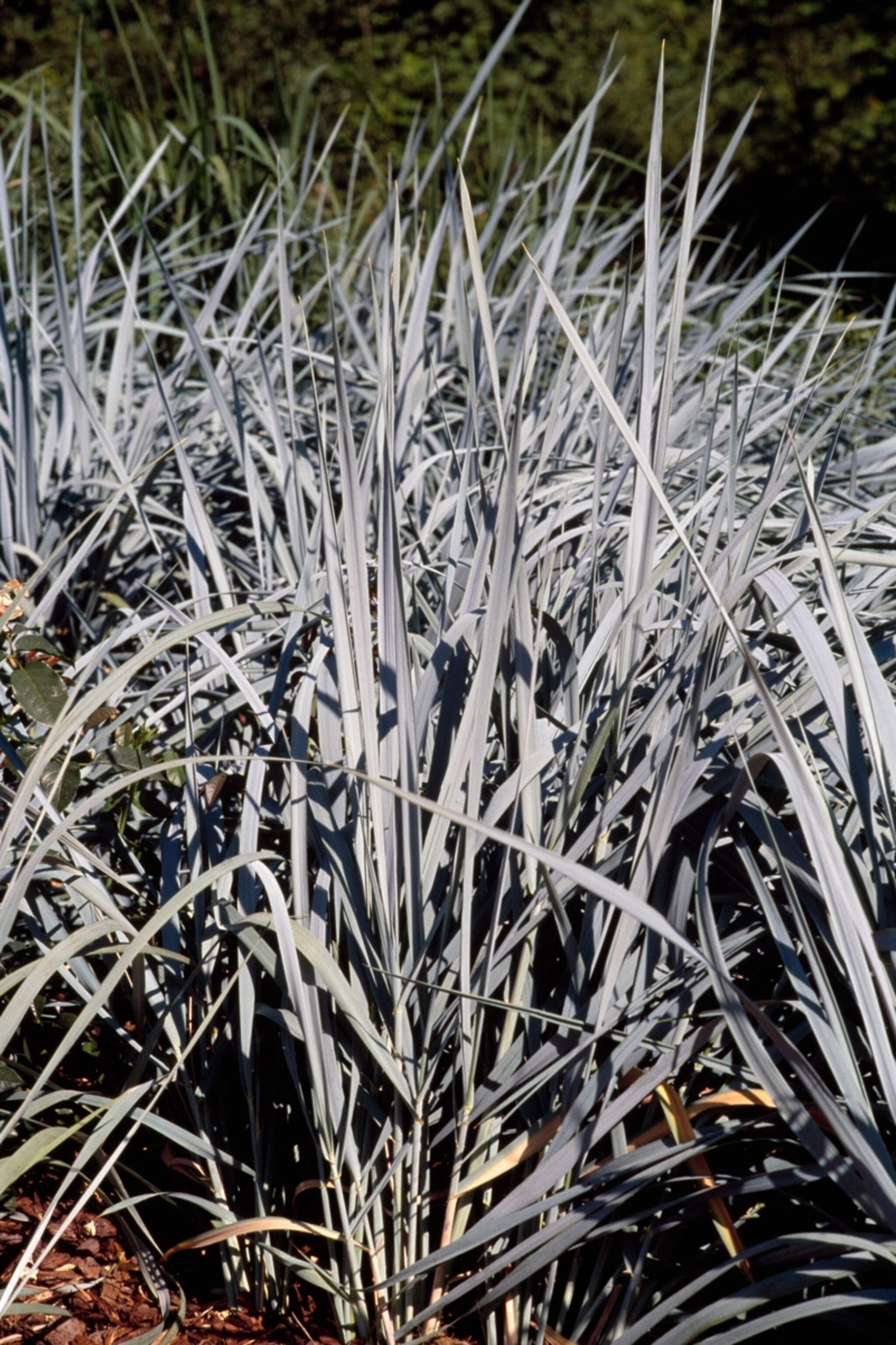 How gardening with native plants can teach kids eco-stewardship