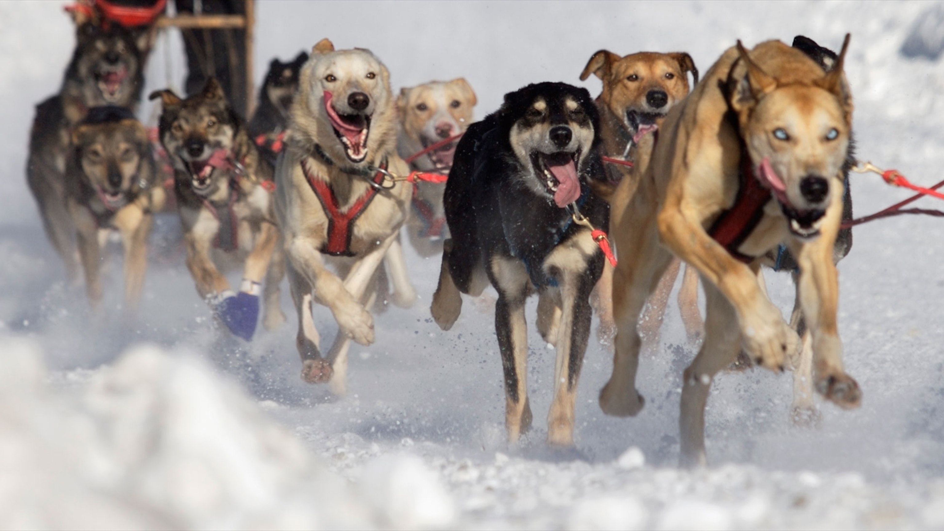 15 Pictures of Cute, Cuddly Animals Playing in the Snow