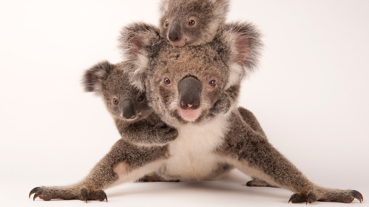 For Mother’s Day, 12 Too Cute Pictures of Animal Moms | National Geographic
