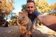 Selfie Quokka Selfie Quokka