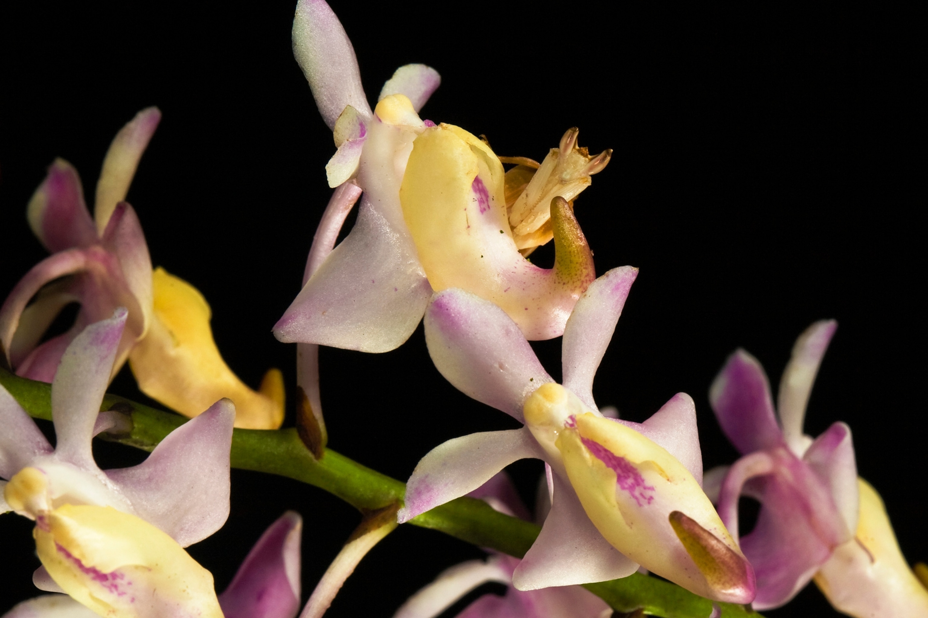 Photos: Masters of Disguise—Amazing Insect Camouflage