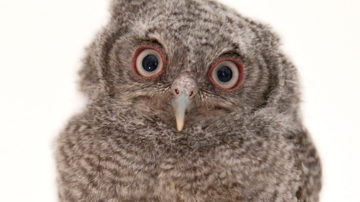Eastern Screech Owl | National Geographic