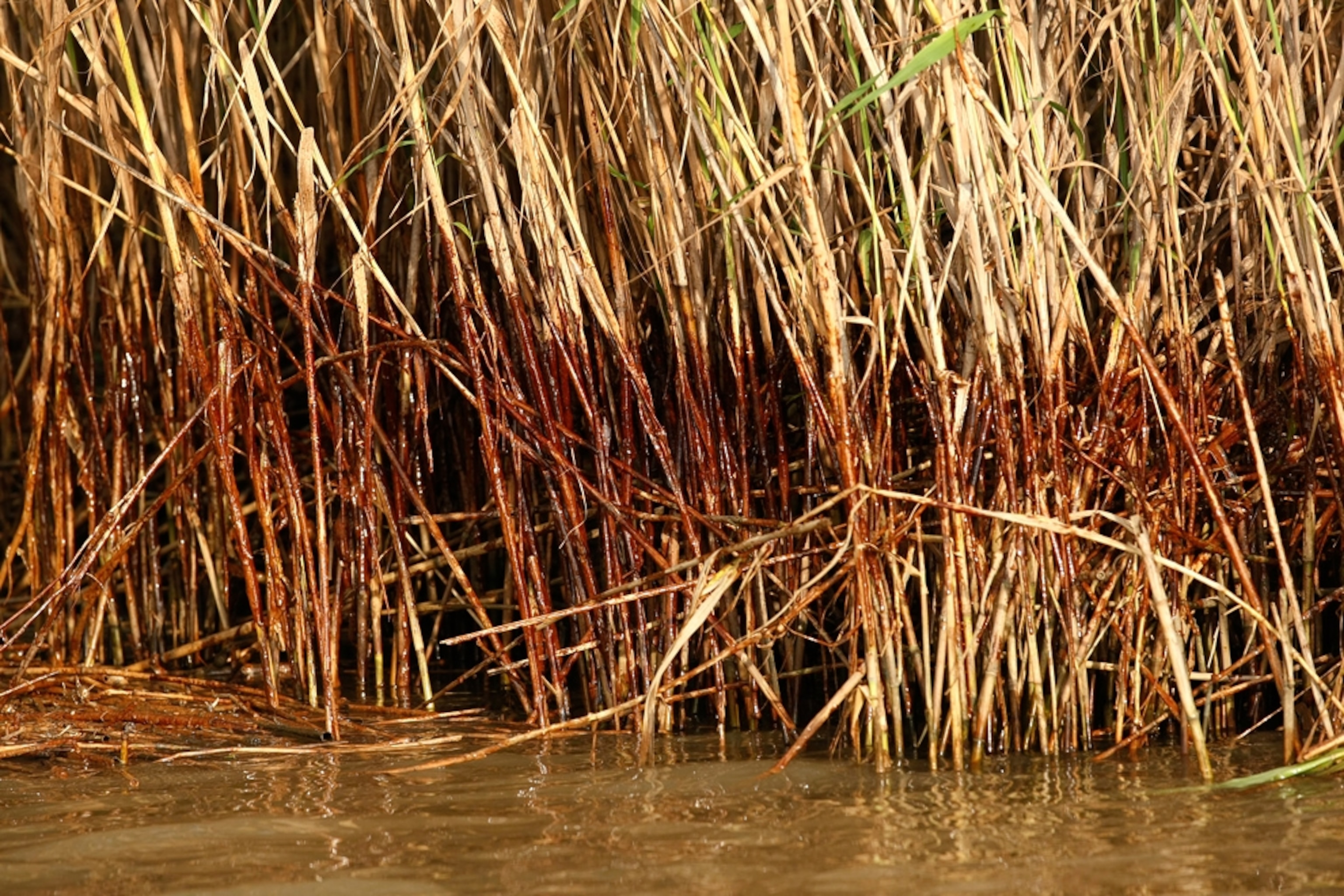 Pictures: Heavy Oil Seeping Into Louisiana Marshes | National Geographic
