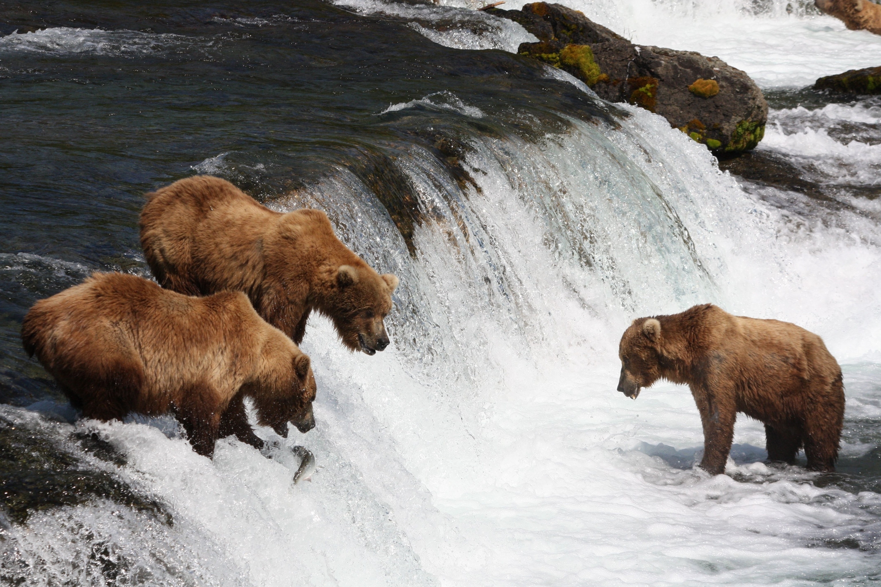 How to Not Get Attacked by a Bear