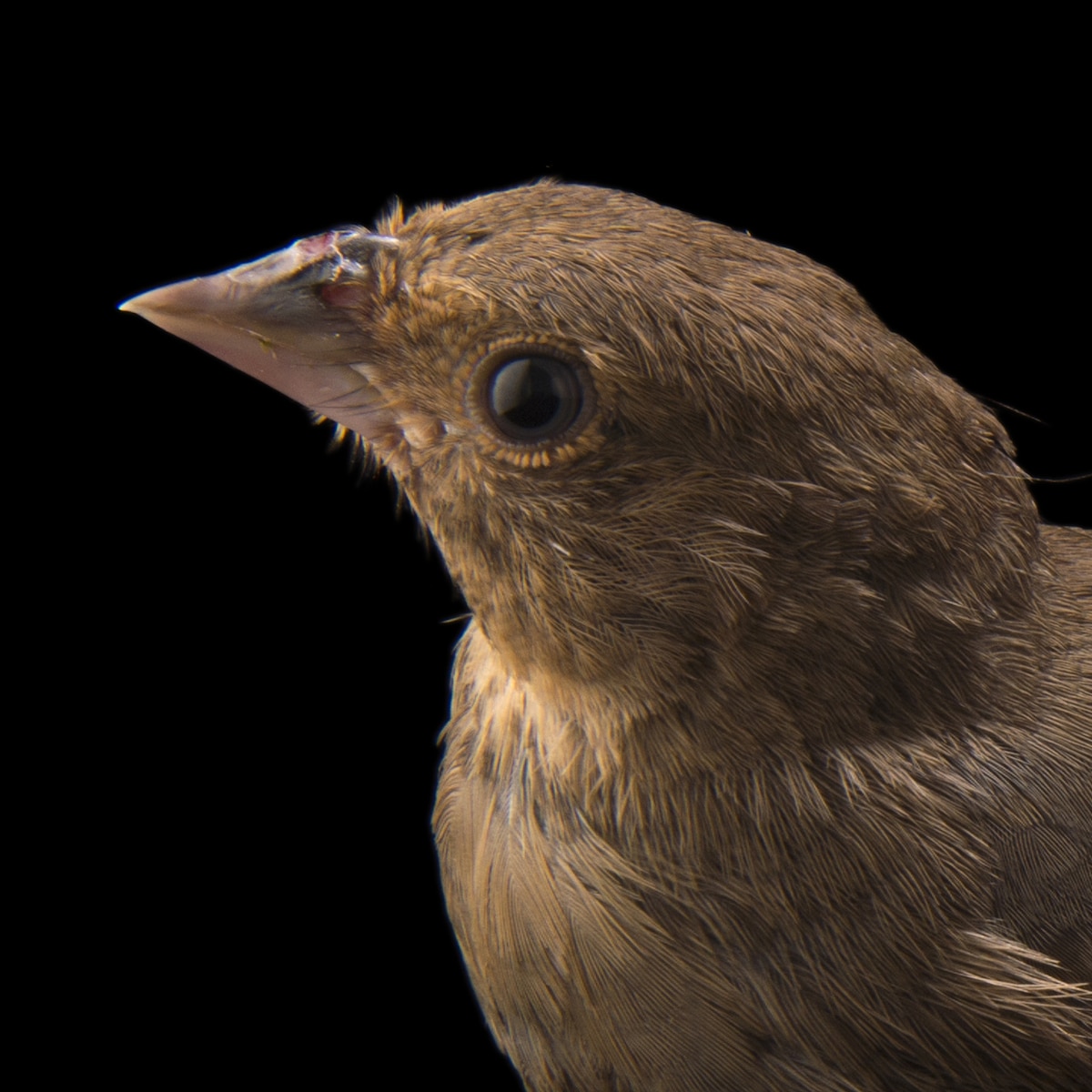California Towhee | National Geographic