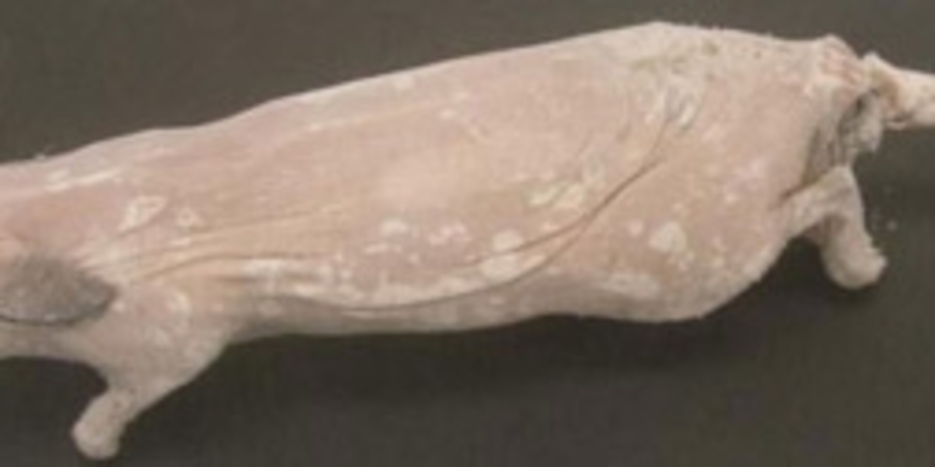 Clones produced from mice frozen for 16 years