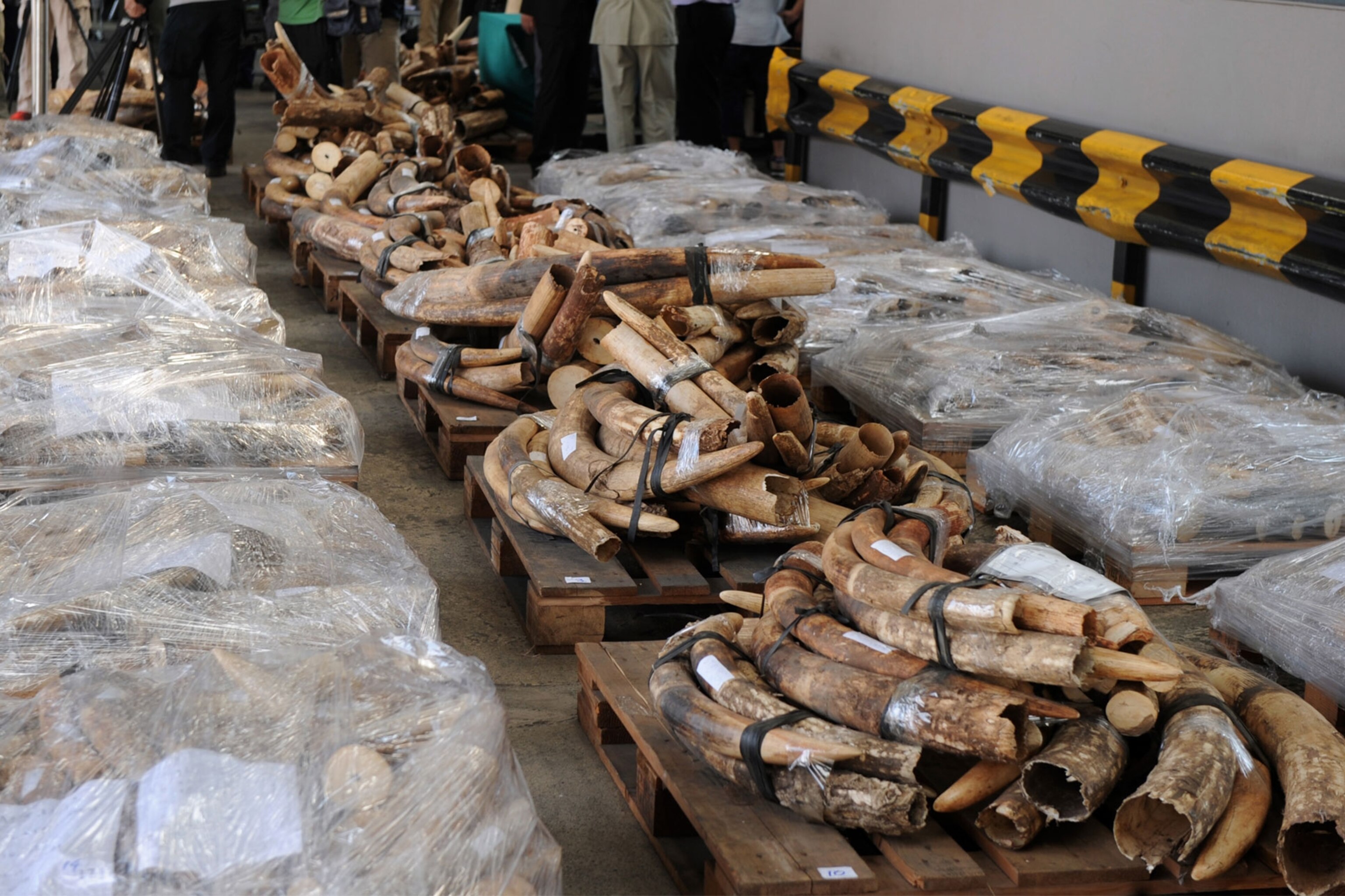 Why Are Most of Tanzania's Elephants Disappearing?