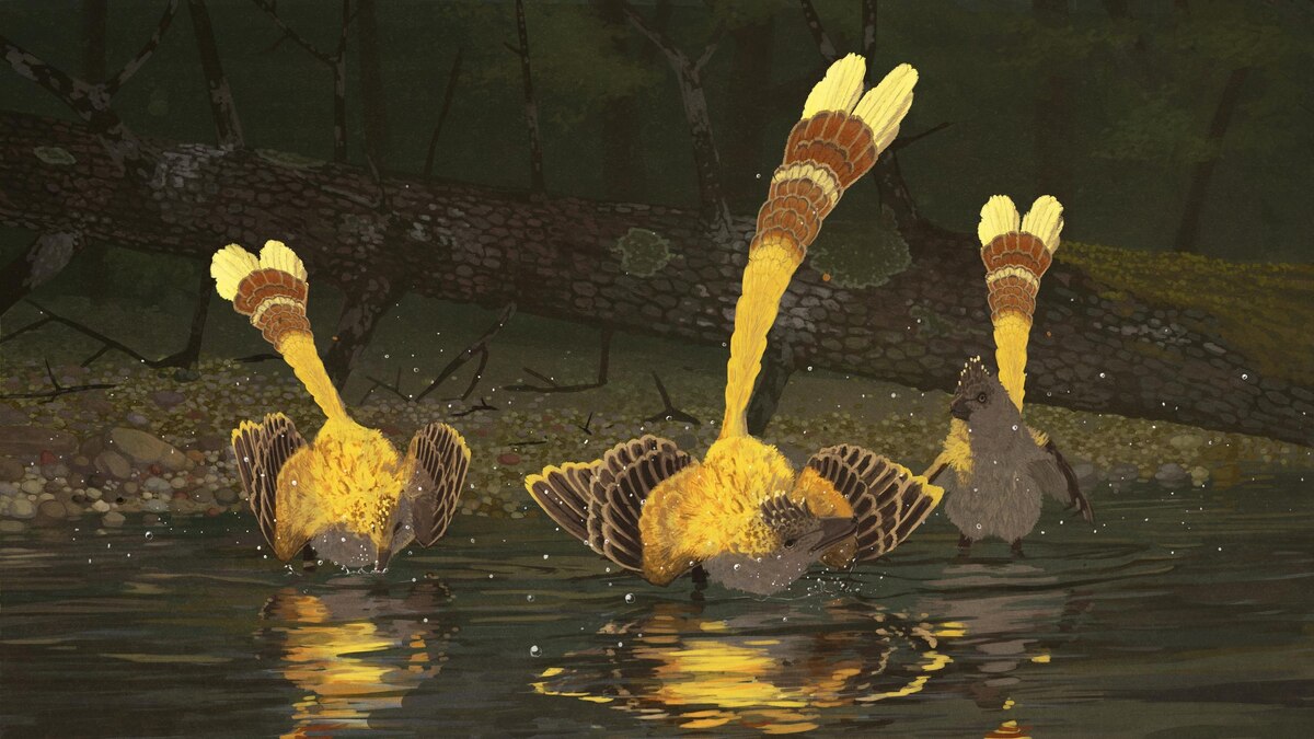 How Dinosaurs Talk With Their Feathers | National Geographic