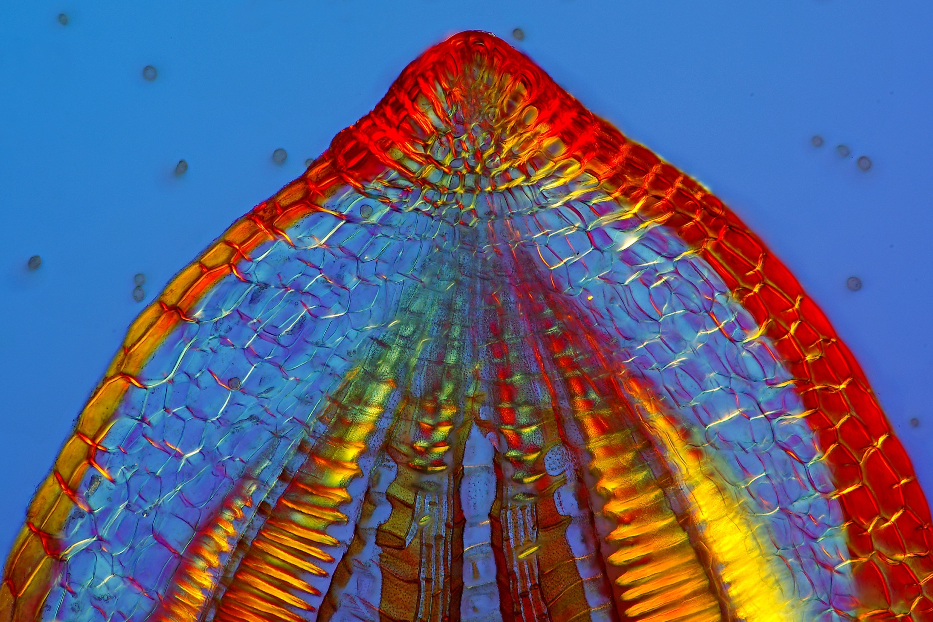 See the Plant Kingdom's Hidden Microscopic Wonders