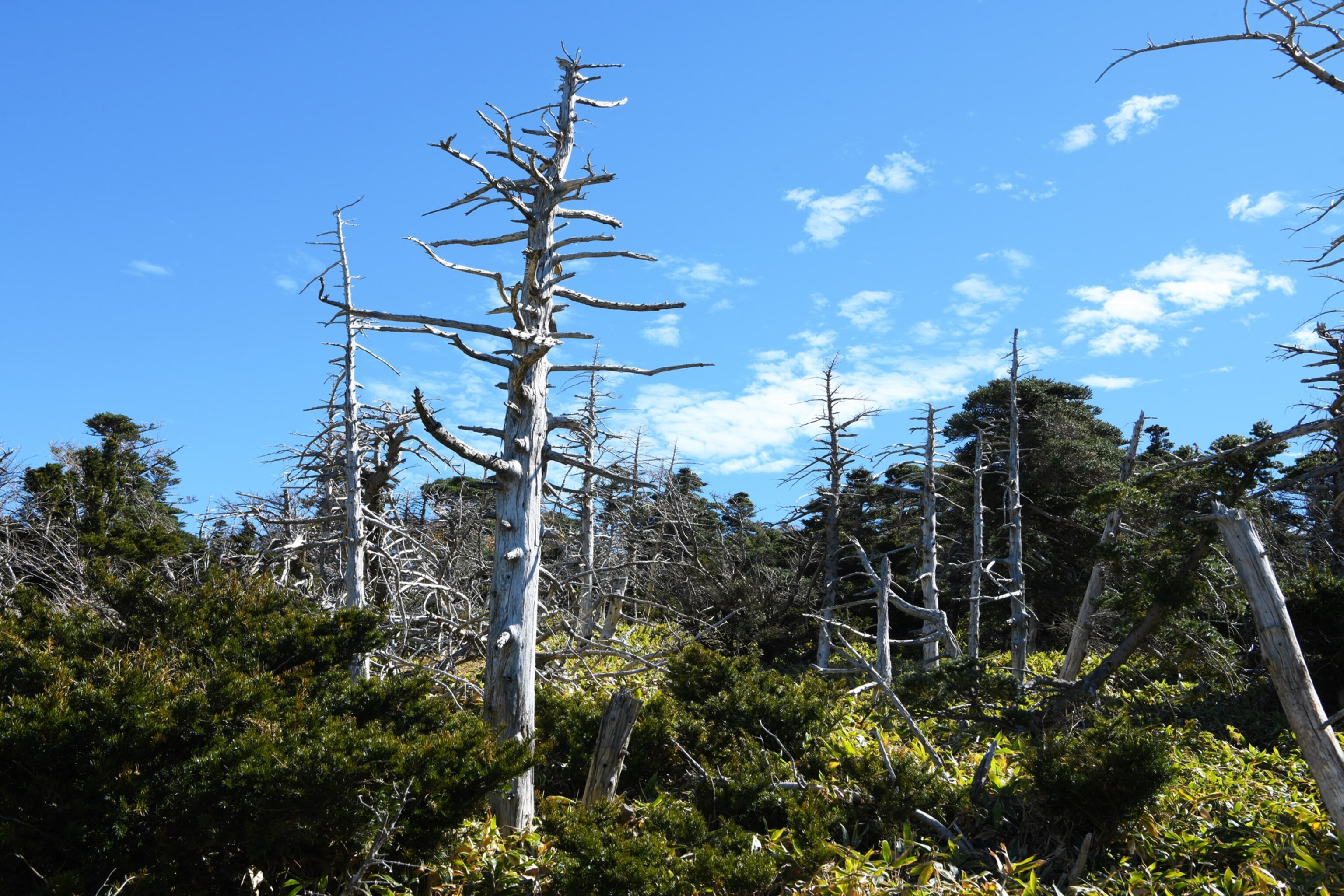 Climate troubles loom for South Korea’s ‘Christmas Tree Island’