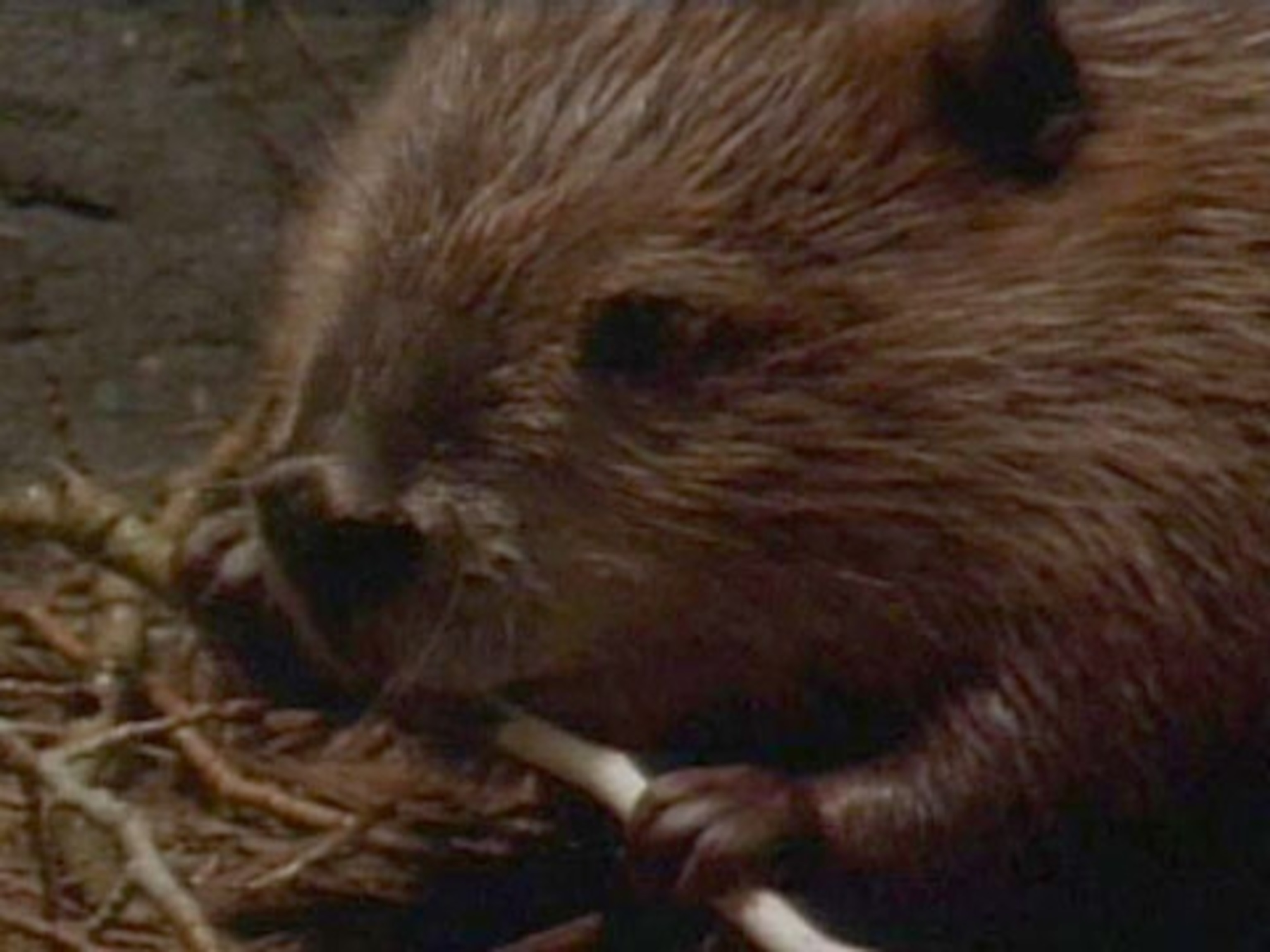 Who Plays The Beavers In Narnia