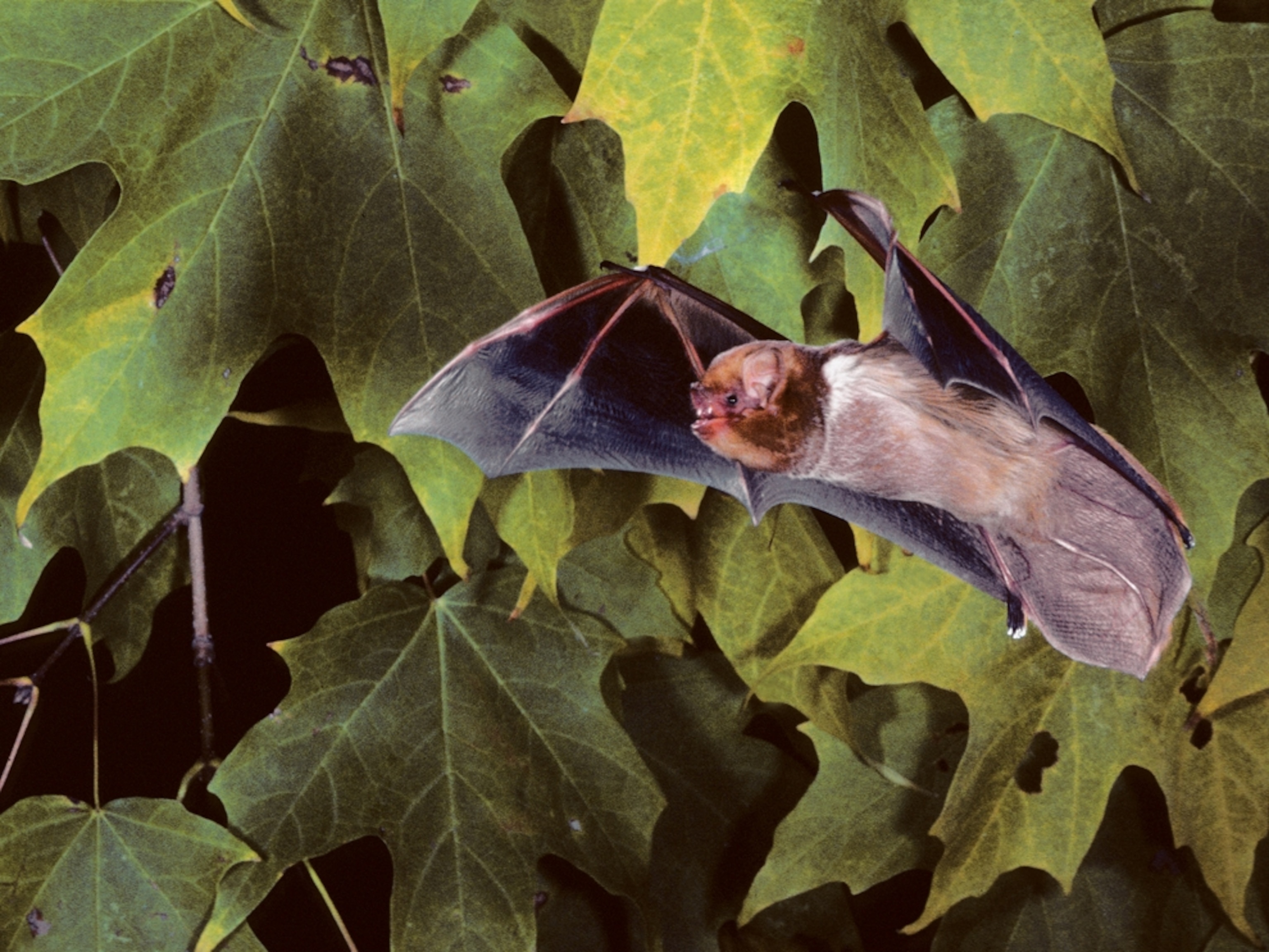 Hope for Stemming Wind Energy’s Toll on Bats | National Geographic