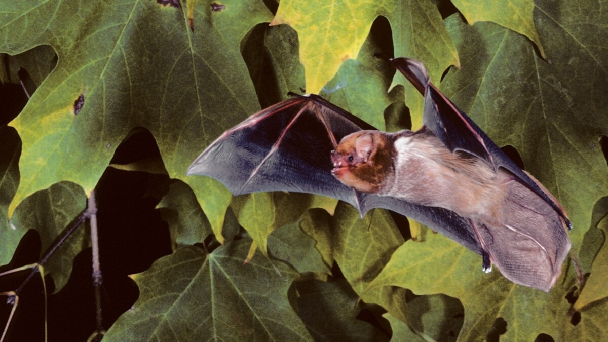 Hope for Stemming Wind Energy’s Toll on Bats | National Geographic