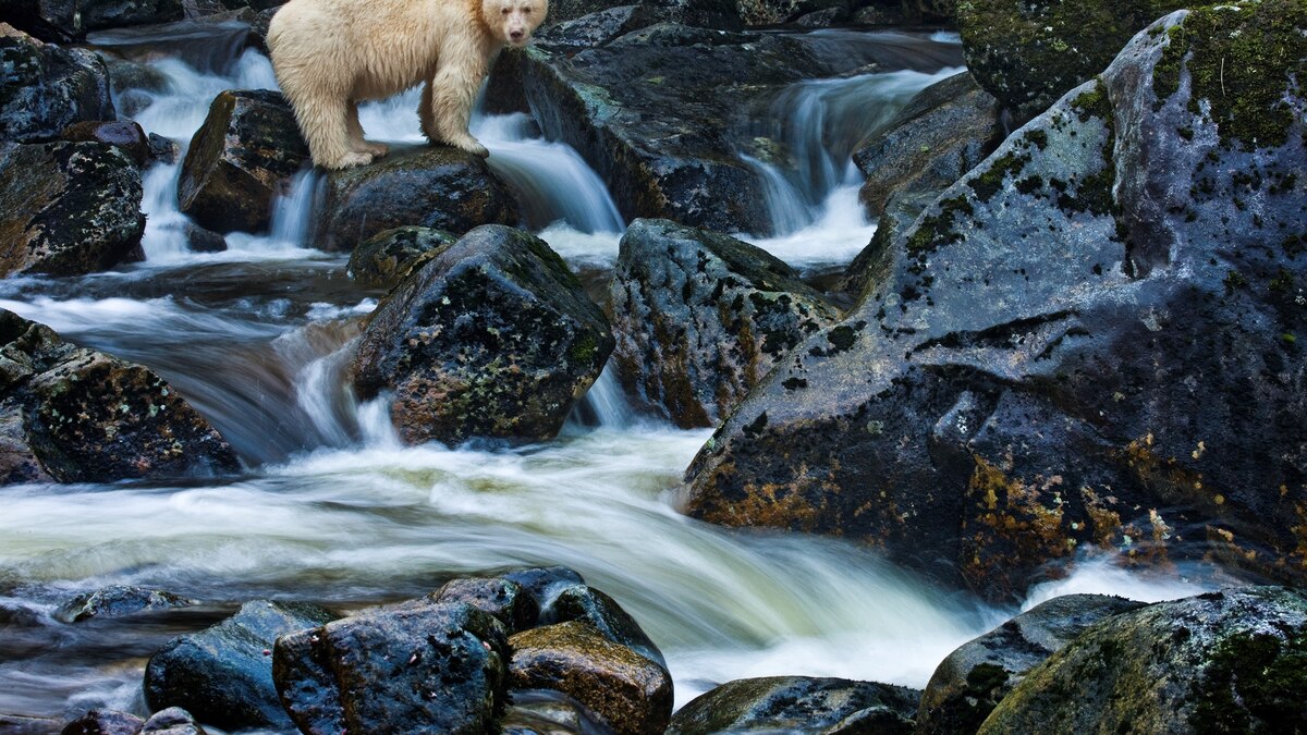 What’s Black, and White, and One of Earth’s Rarest Bears? | National ...