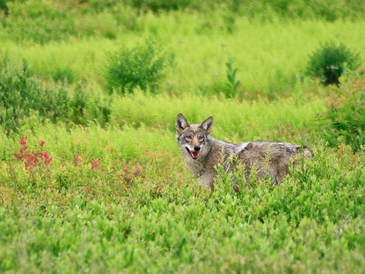 Coyote-Wolf Hybrids Have Spread Across U.S. East