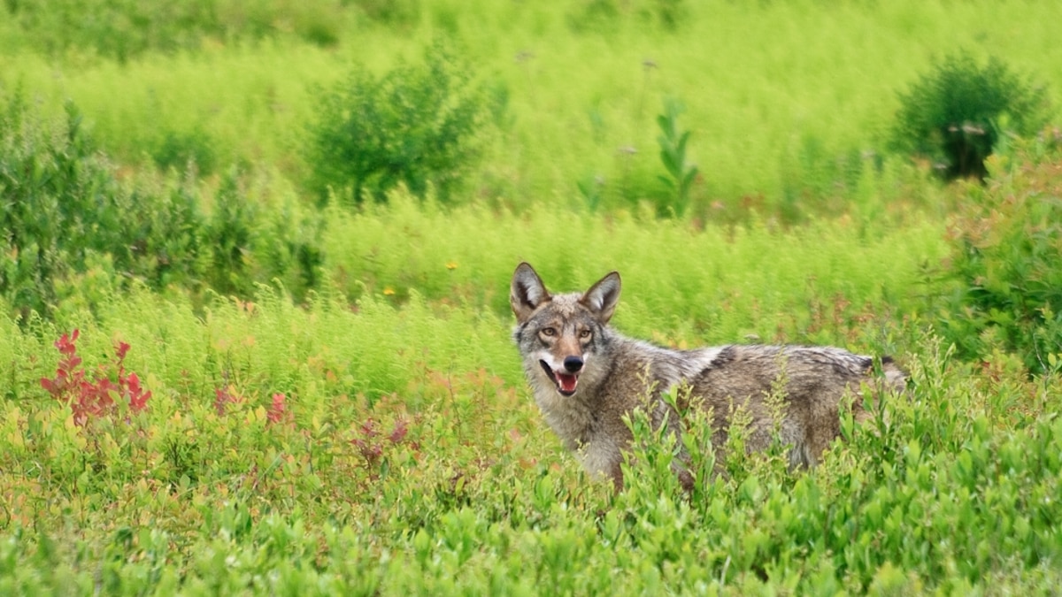 Coyote-Wolf Hybrids Have Spread Across U.S. East | National Geographic
