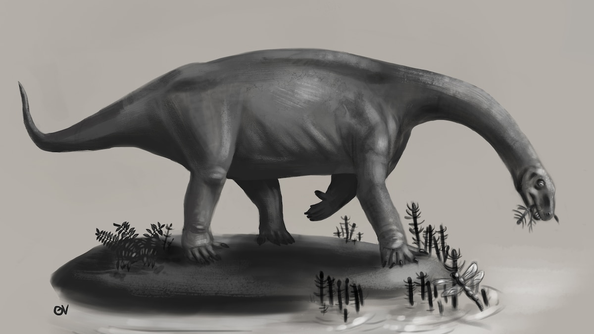 Paleo Profile: Pulanesaura eocollum | National Geographic