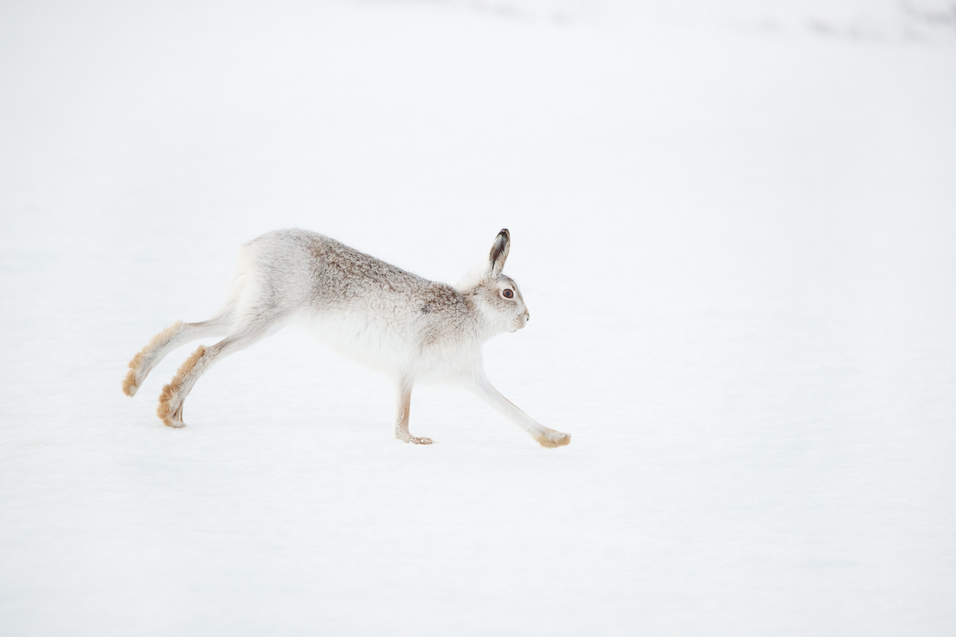 Mountain hares are built for snow. That may become a problem.