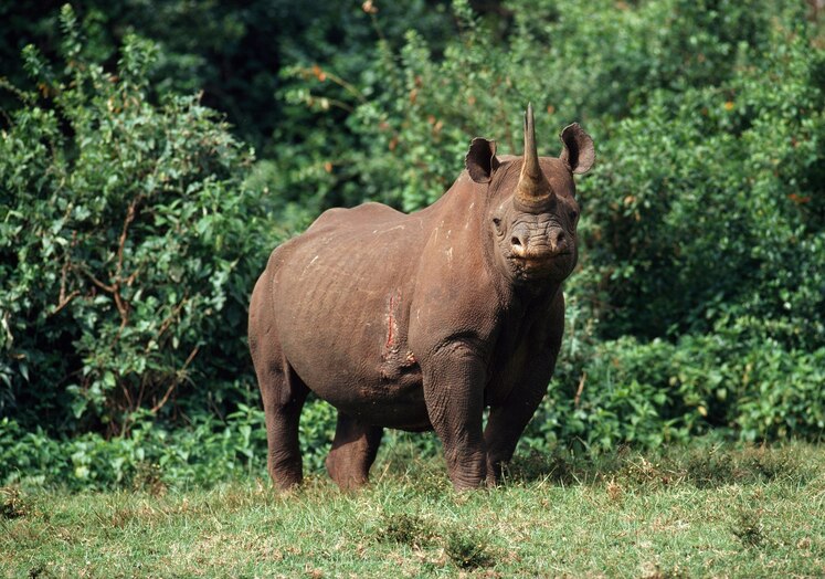 Corey Knowlton Trophy Room
