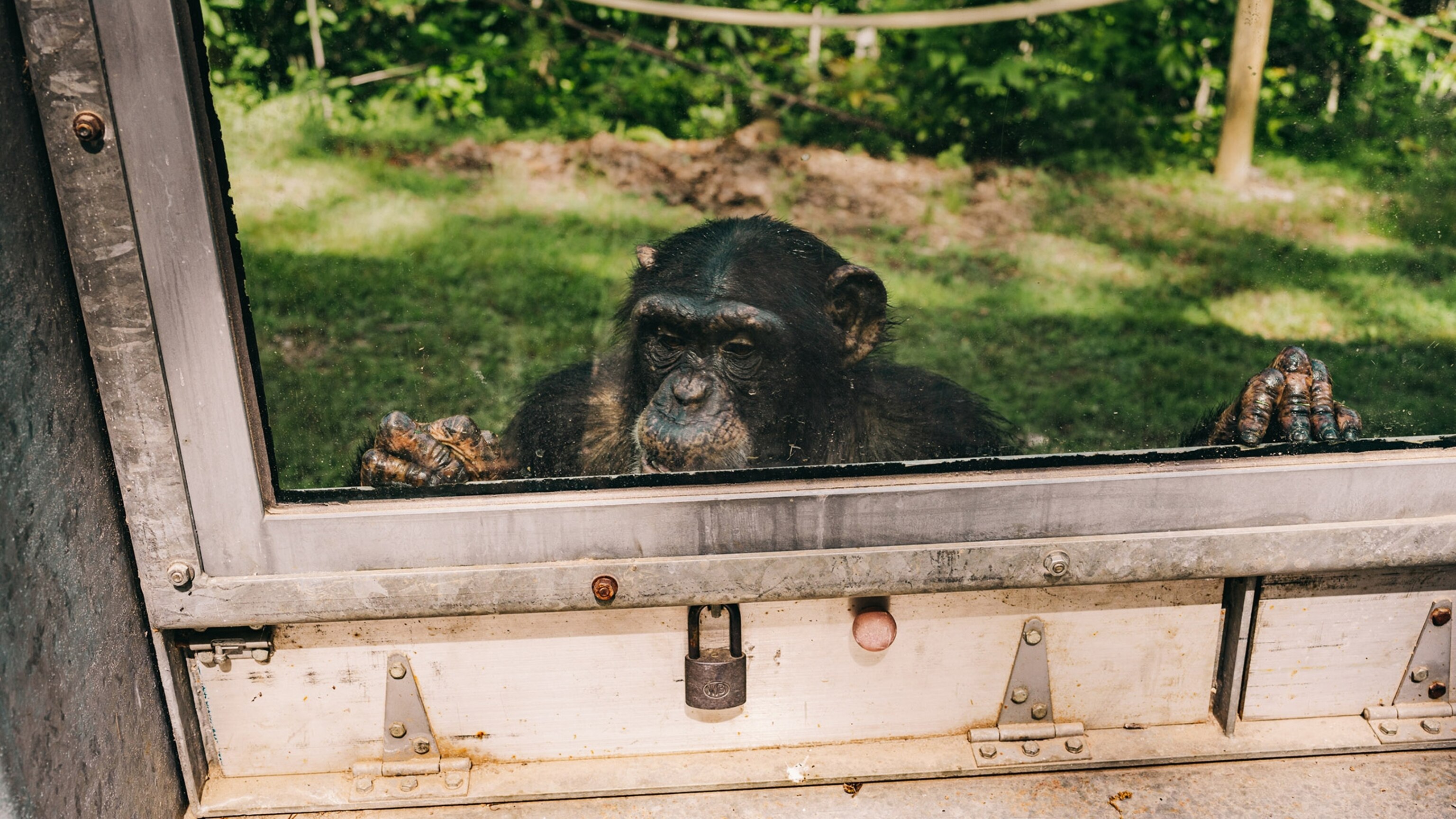 Chimpanzees In Captivity
