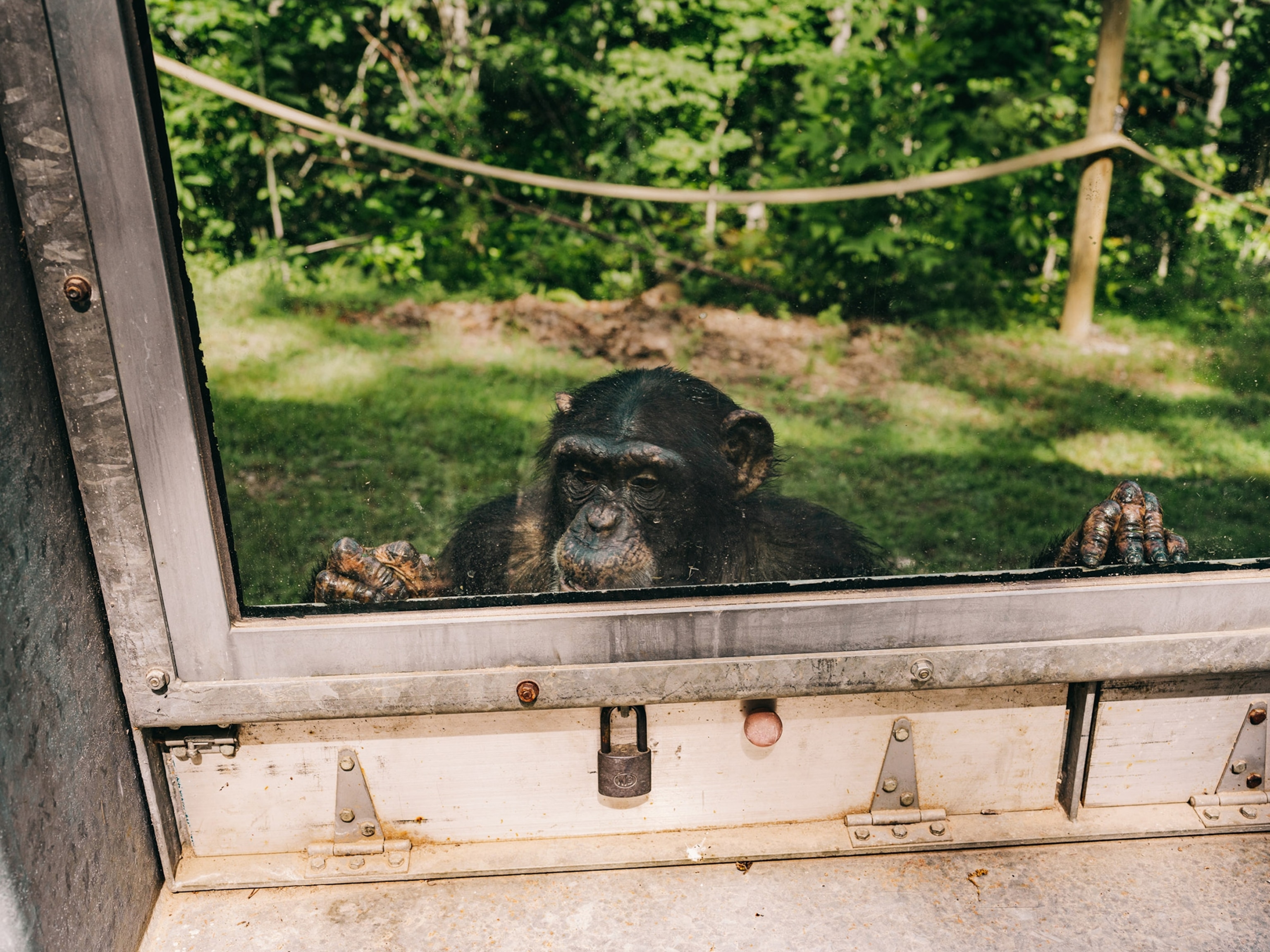Sanctuary for retired lab chimps embroiled in dispute over quality of ...