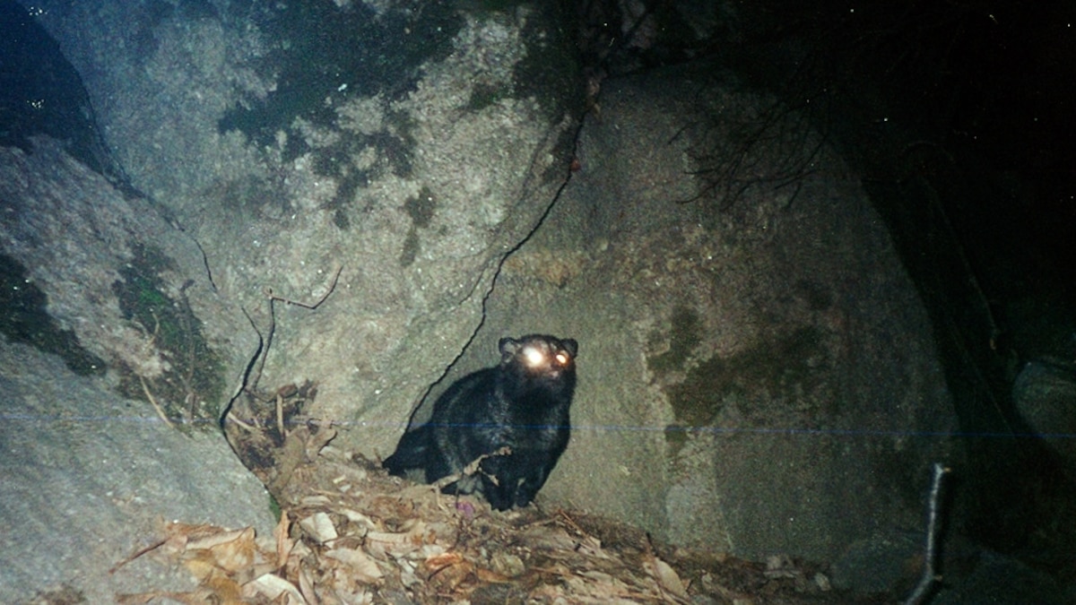 Afghanistan Bright Spot: Wildlife Thriving in War Zones | National ...