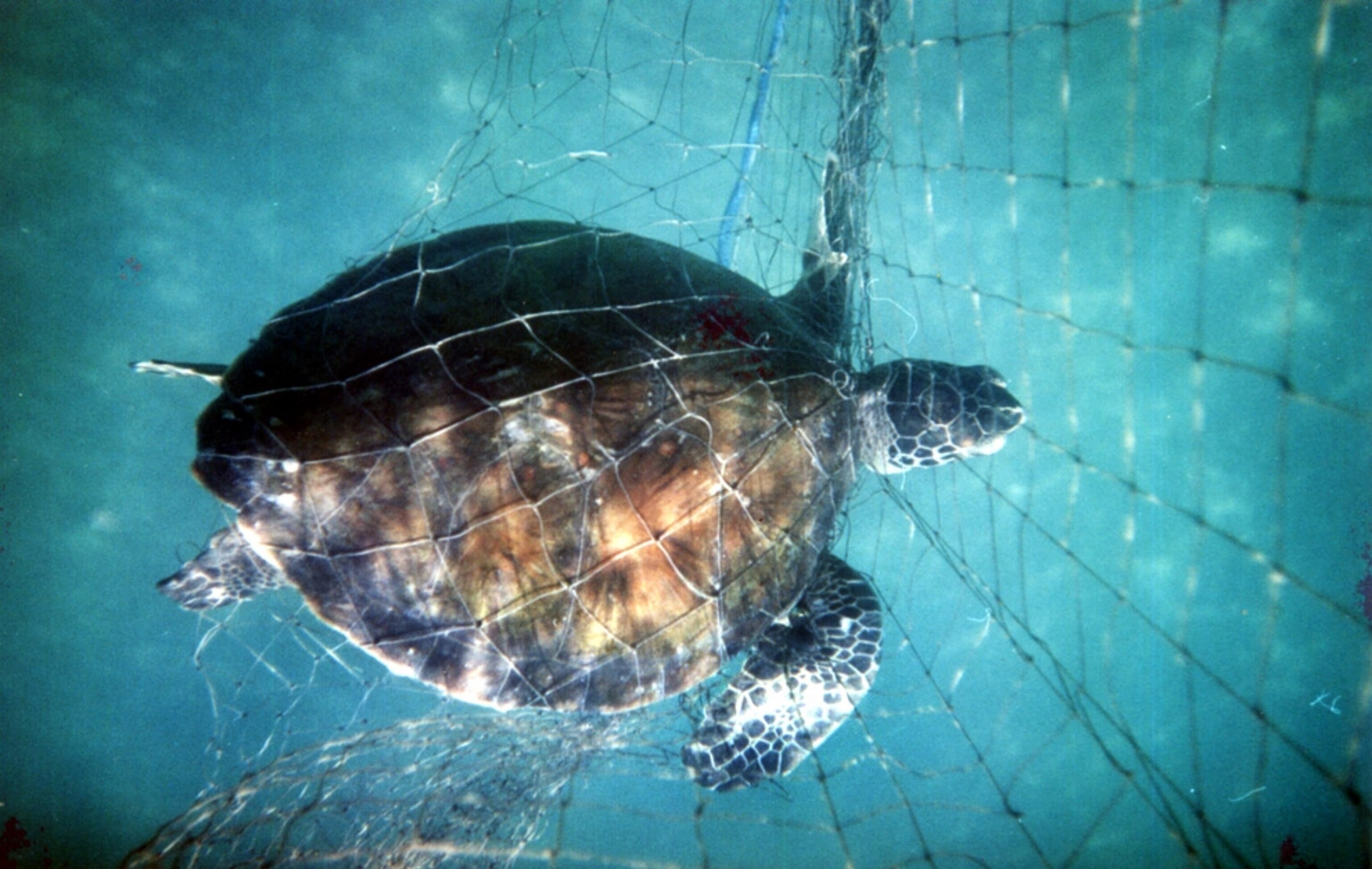 Pictures: Millions of Sea Turtles Killed Accidentally? | National ...