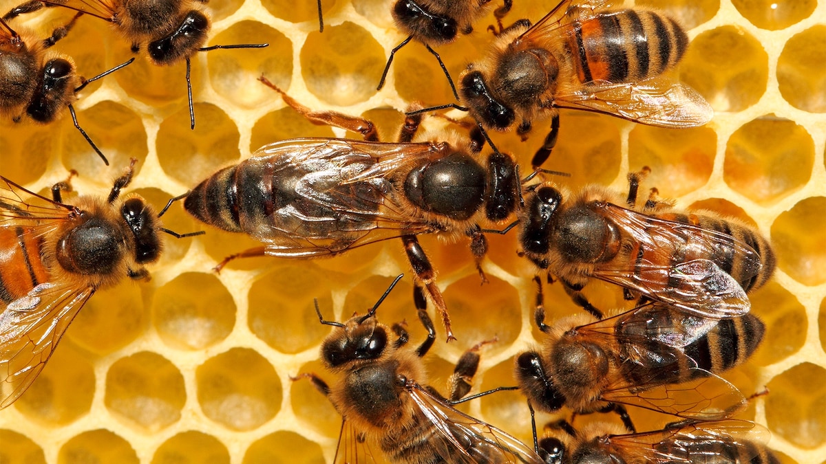 Honeybees in East Africa Resist Deadly Pathogens | National Geographic