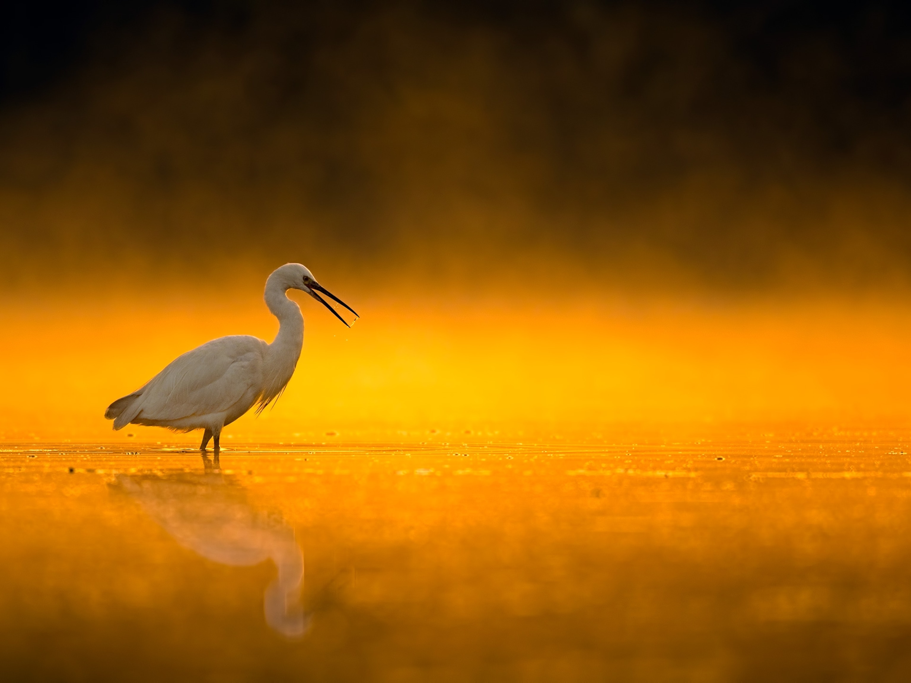 Stunning Wildlife Pictures in Honor of World Animal Day