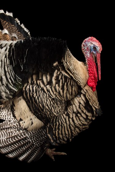 Wild turkeys are at a record high in New England—but not all are thankful.