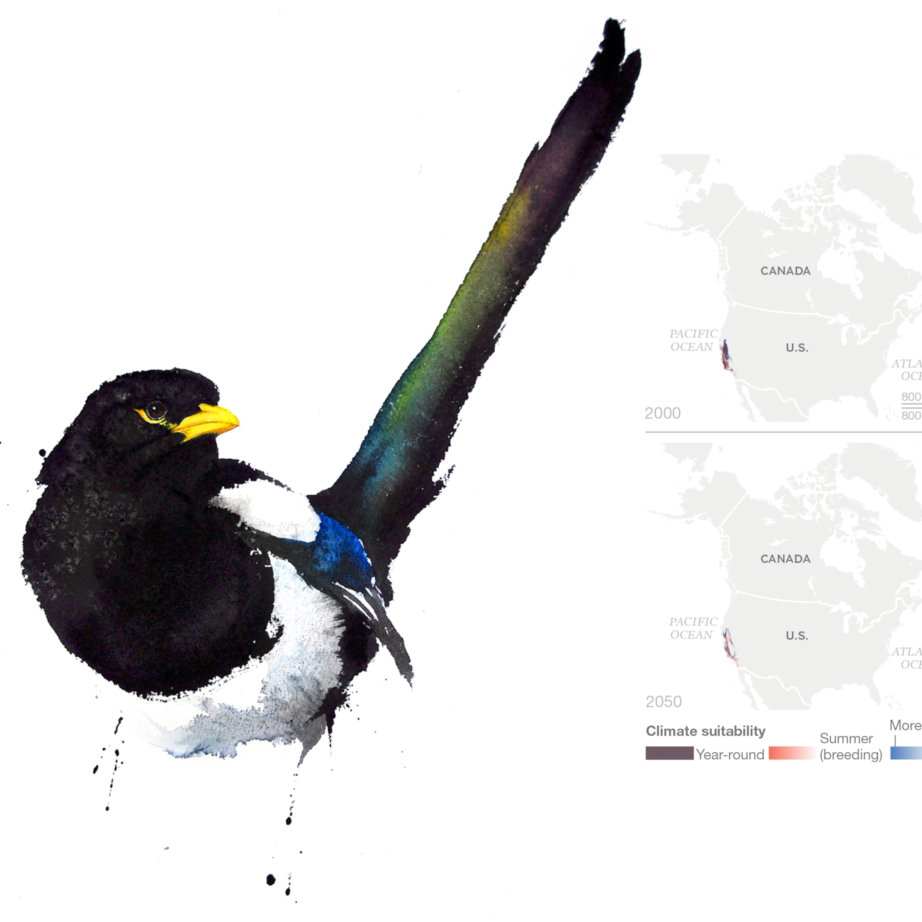 Climate Change May Put Half of North American Birds at Risk of Extinction