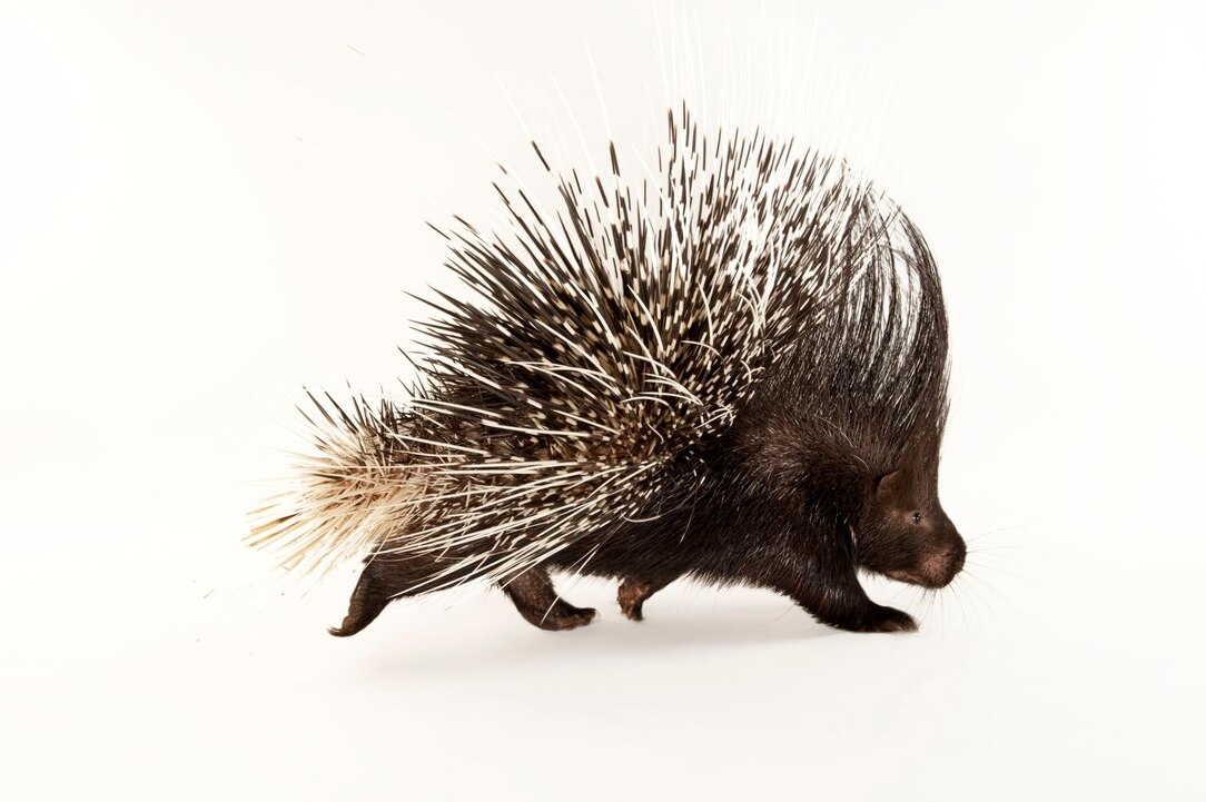 Porcupine Life Cycle Diagram English Language Arts/Literacy / Content