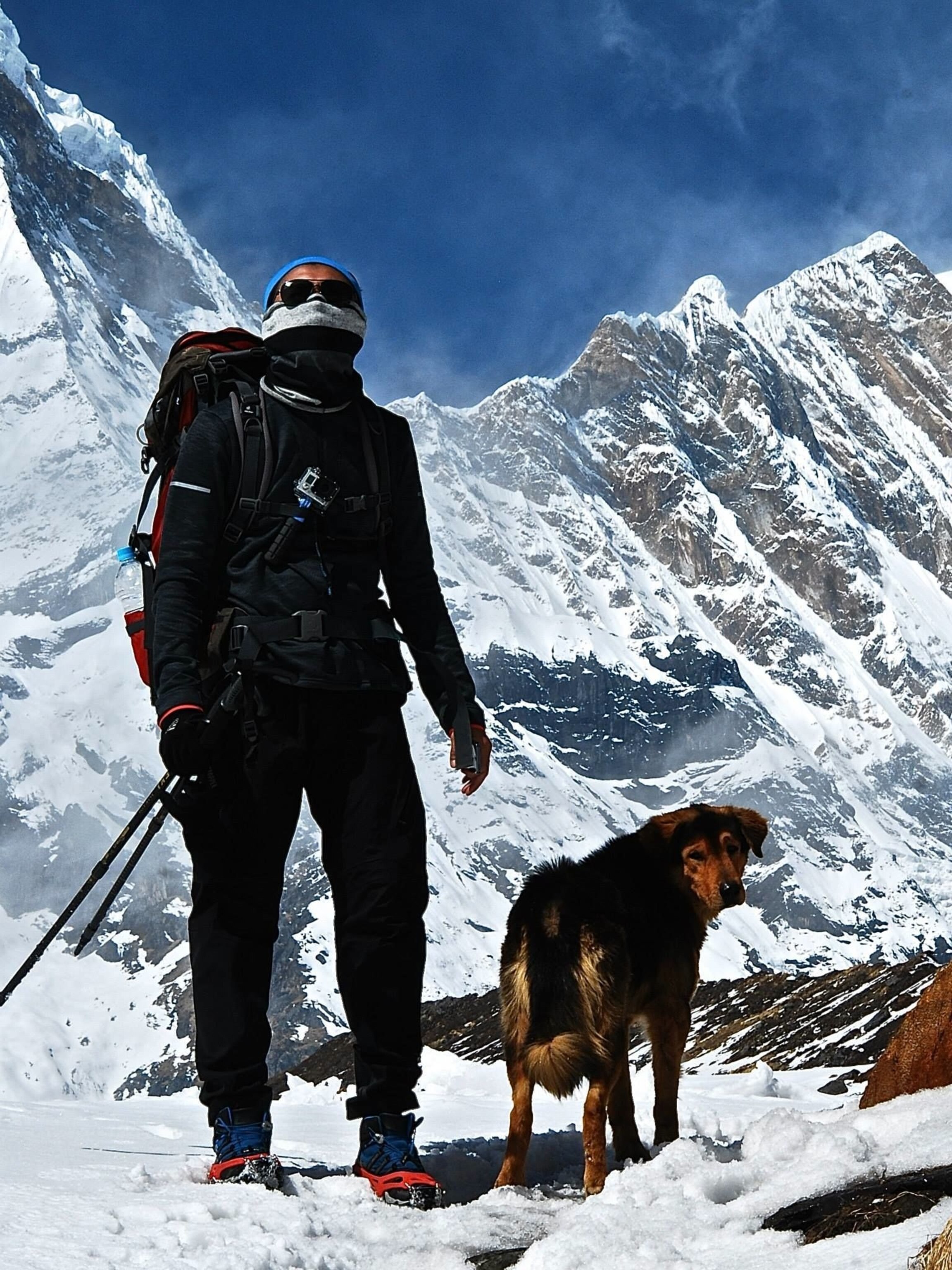 Your Adventure Dogs Photos