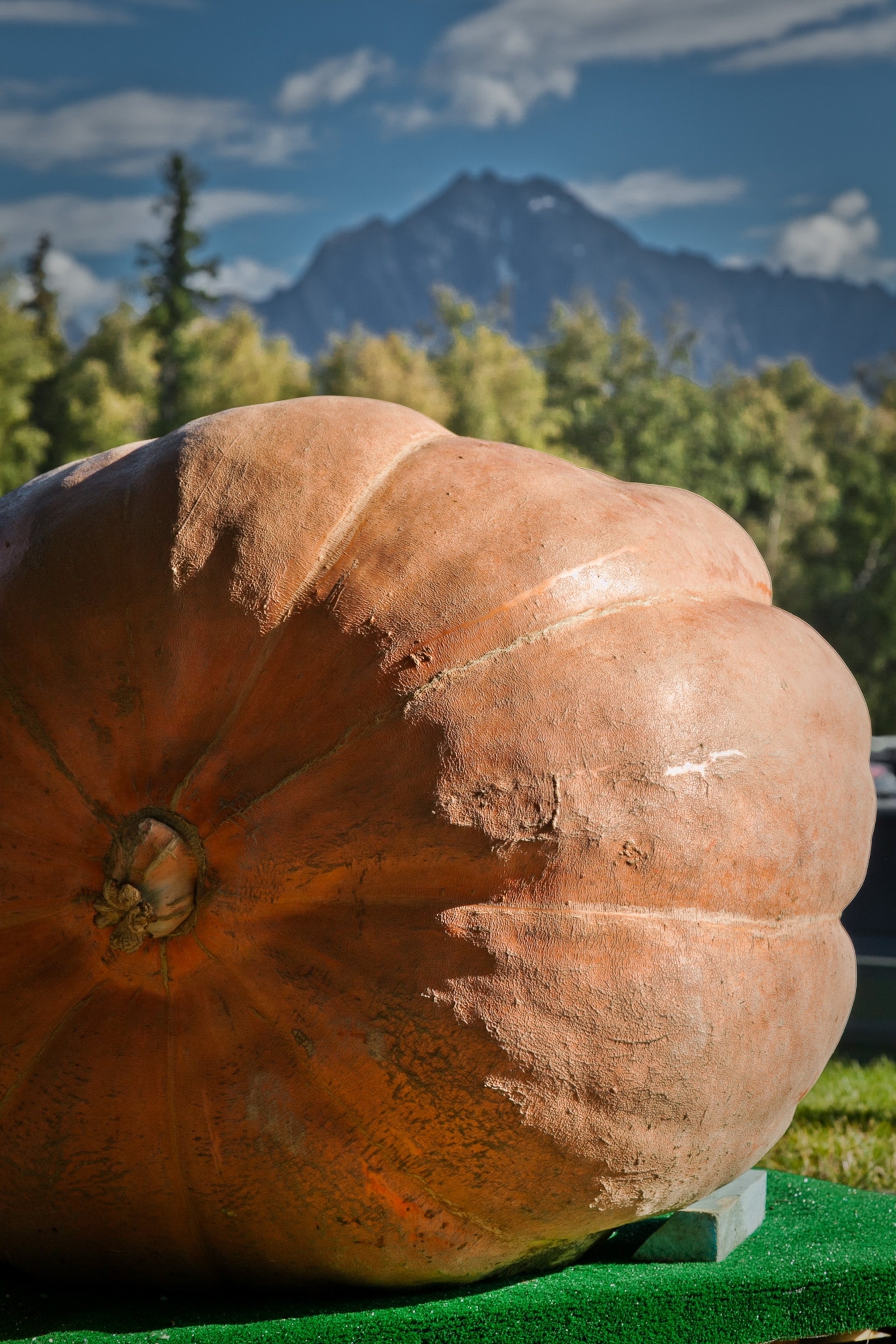 A 902-pound pumpkin? Why freakishly large fruits and veggies thrive in ...
