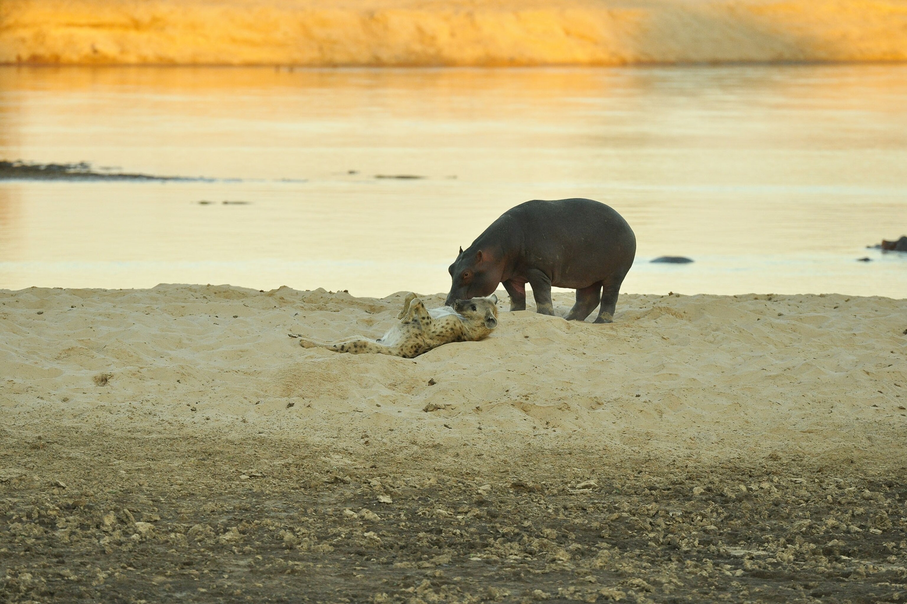 Sign Language For Hippo