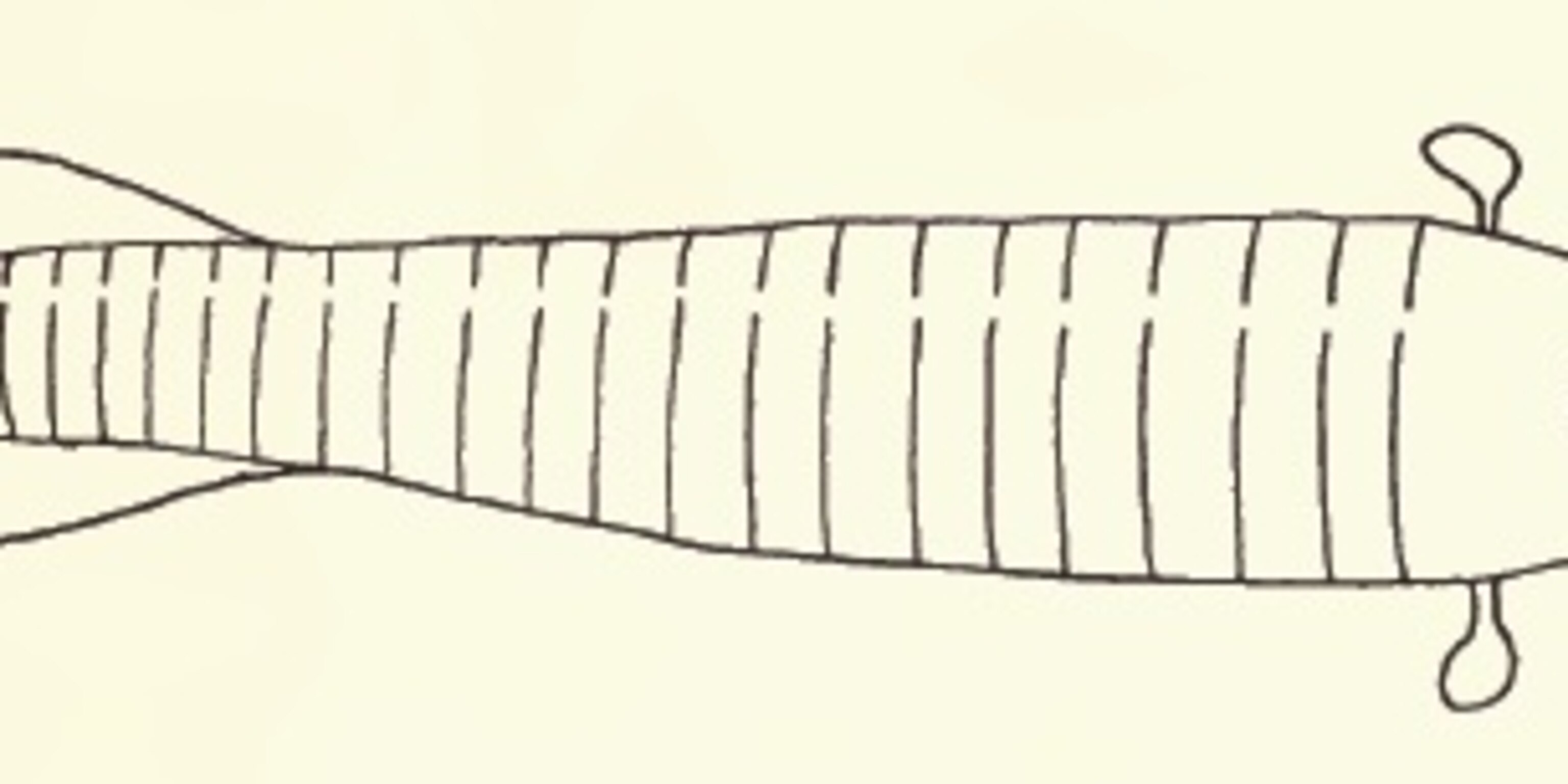 Tully’s Mystery Monster