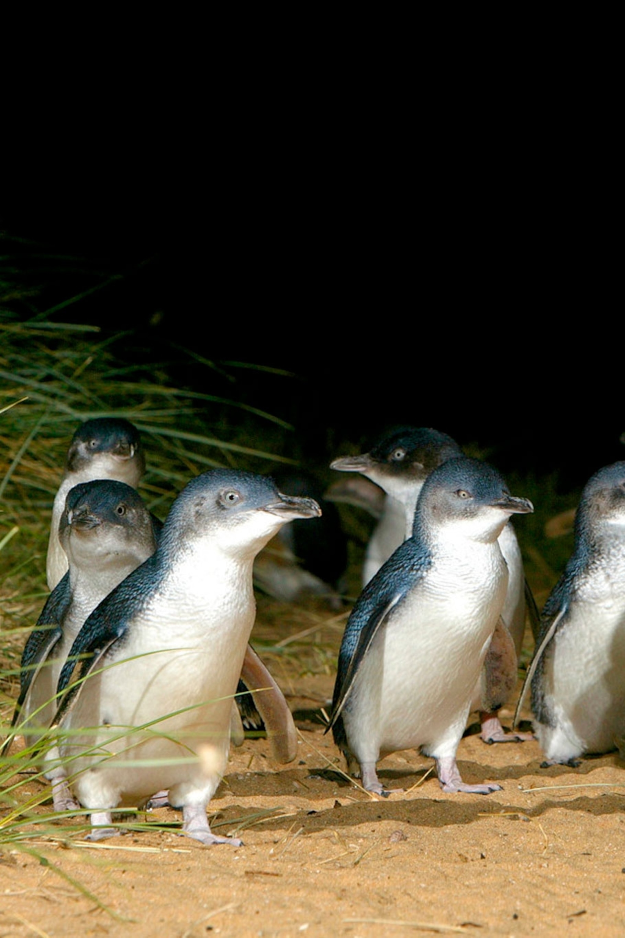 Penguins In Australia Blue Penguin | Size, Predators, & Facts