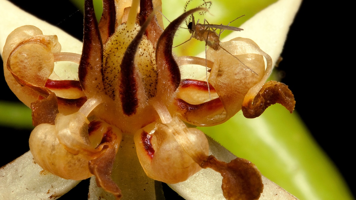 This Thanksgiving, Be Thankful for the Fly That Gives You Chocolate ...