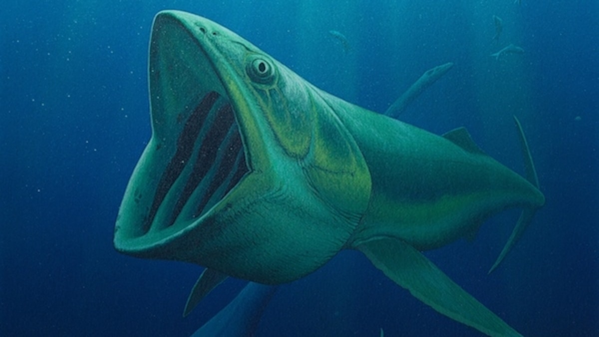 Giants Lurking In The Drawer | National Geographic